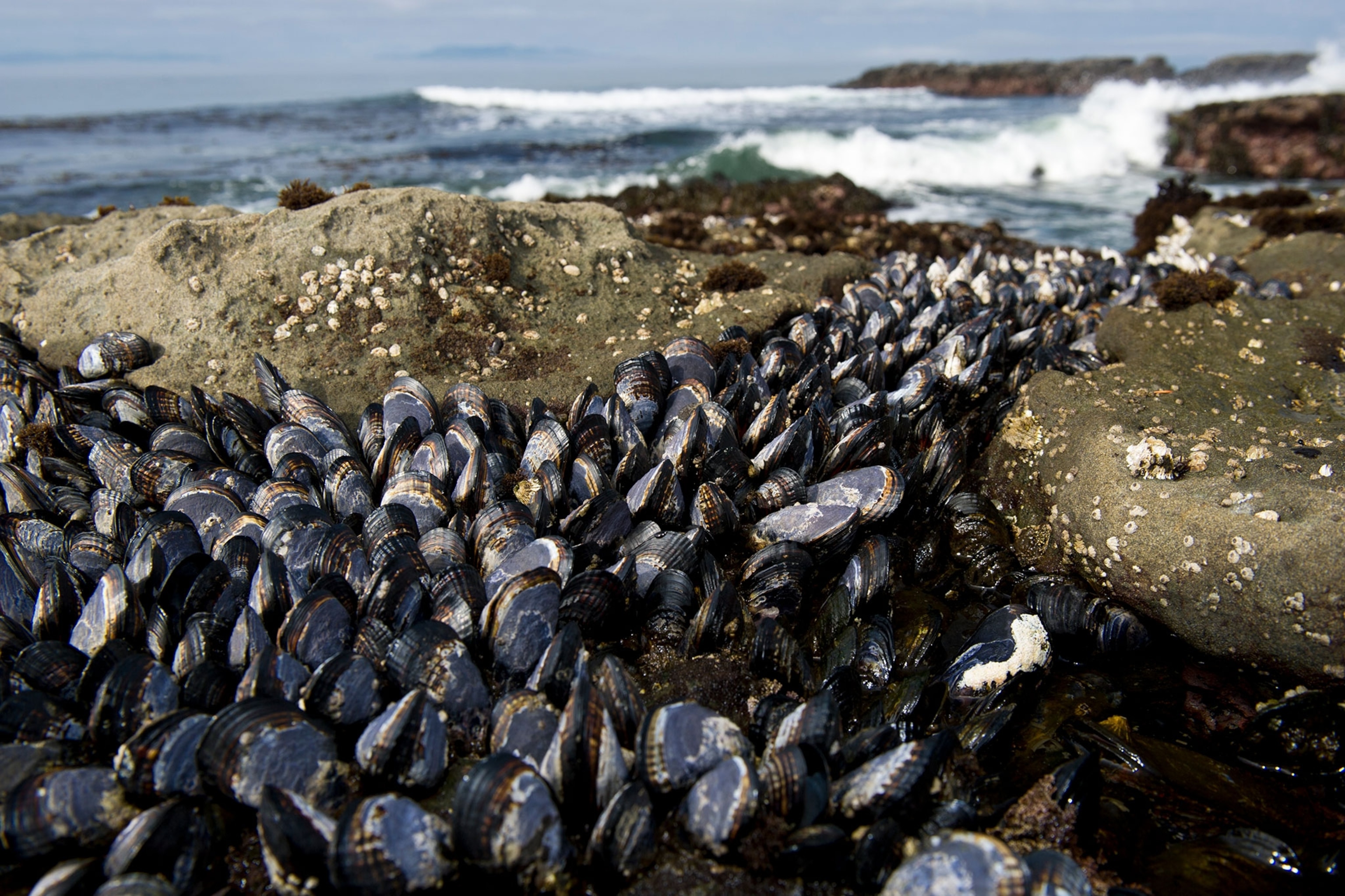 Rare cancers spreading among sea creatures have scientists perplexed