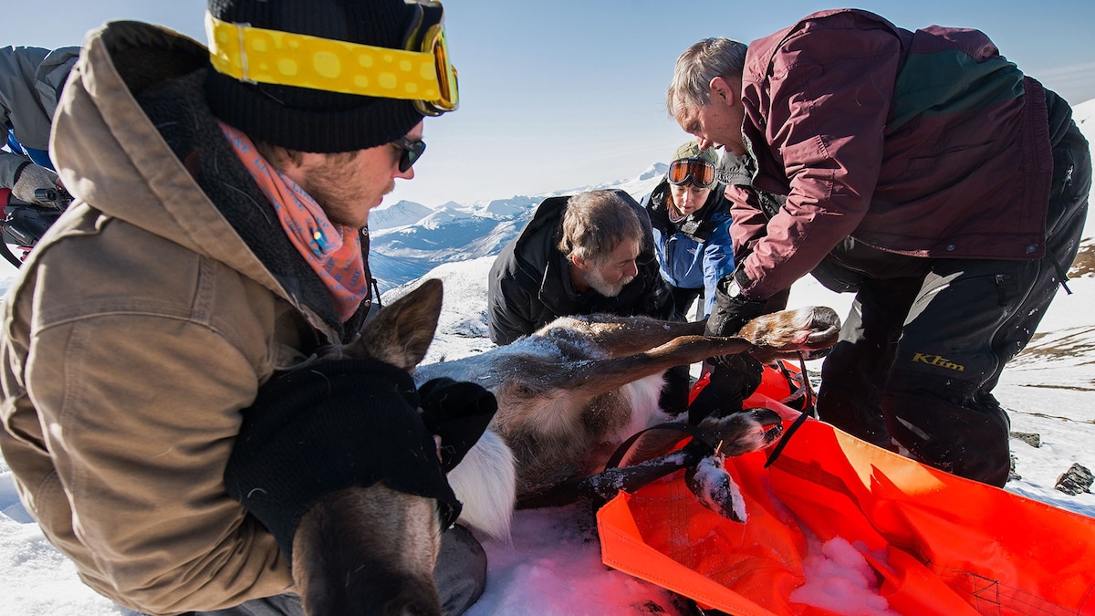 Airlifting Pregnant Caribou Away From Wolves | National Geographic