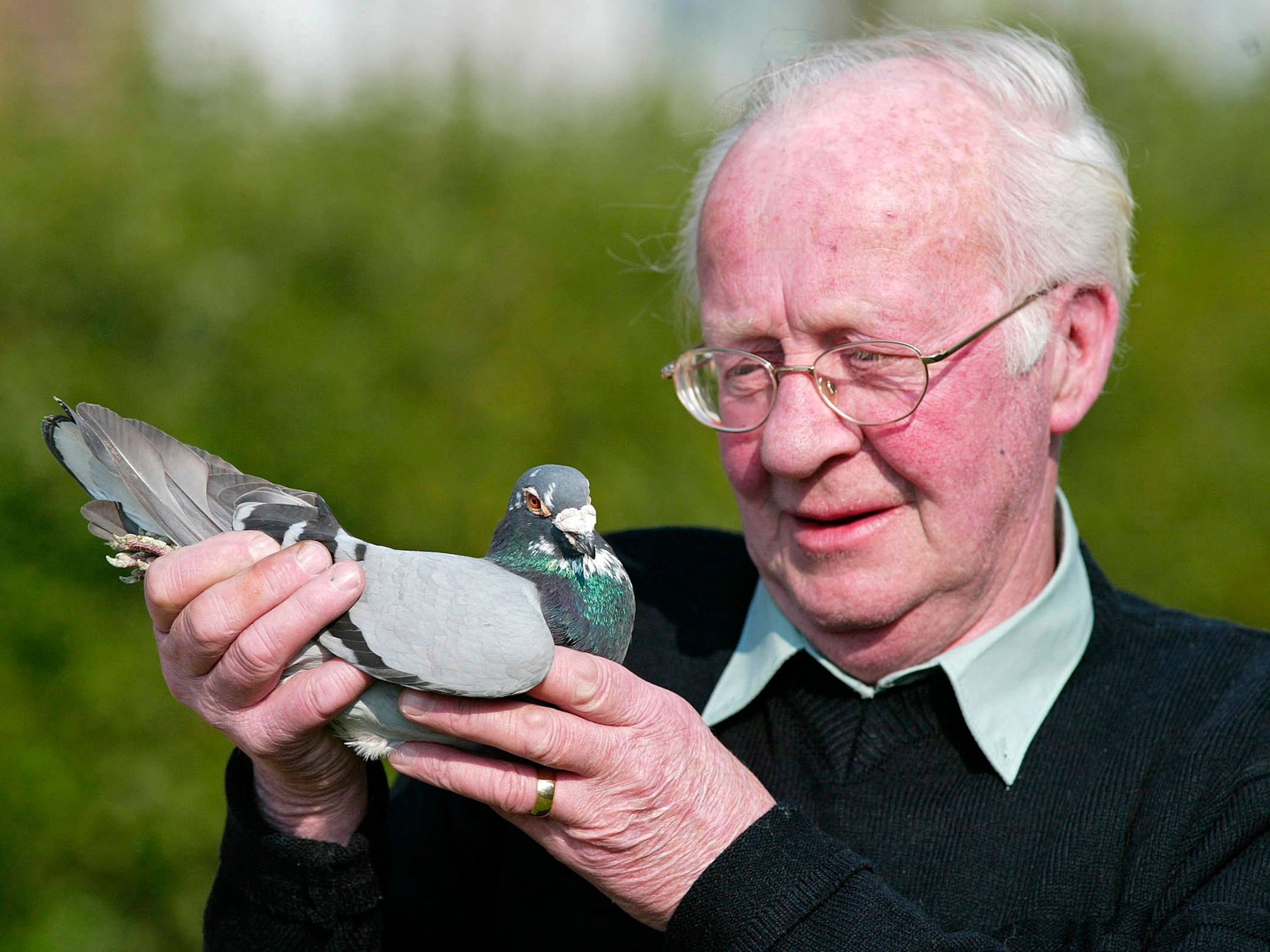 After Tens of Thousands of Pigeons Vanish, One Comes Back