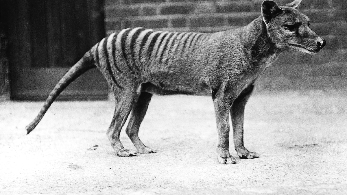 Species Revival: Should We Bring Back Extinct Animals? | National ...