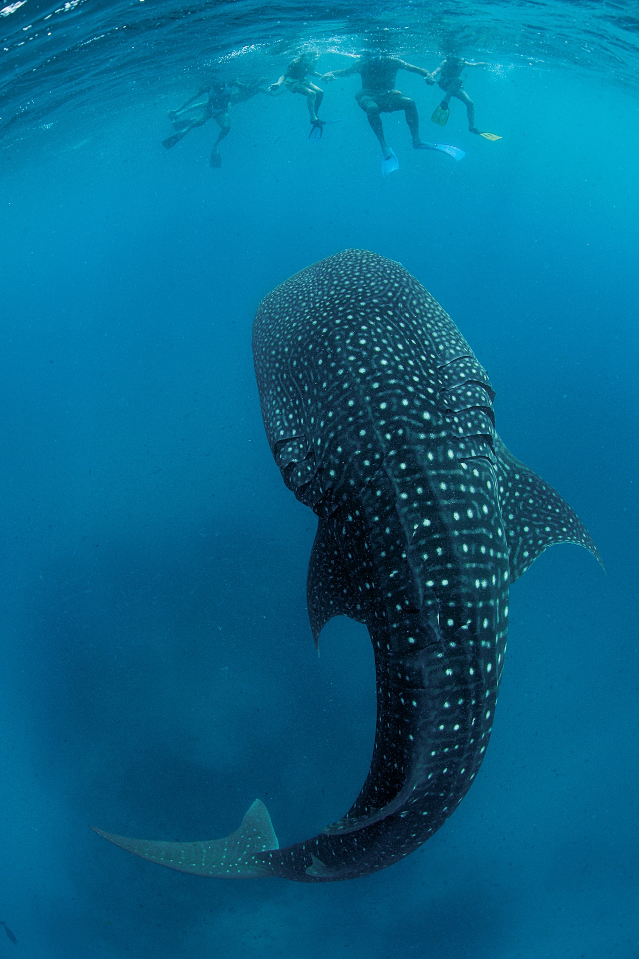 Scared of sharks? This photographer aims to turn shark fear into ...