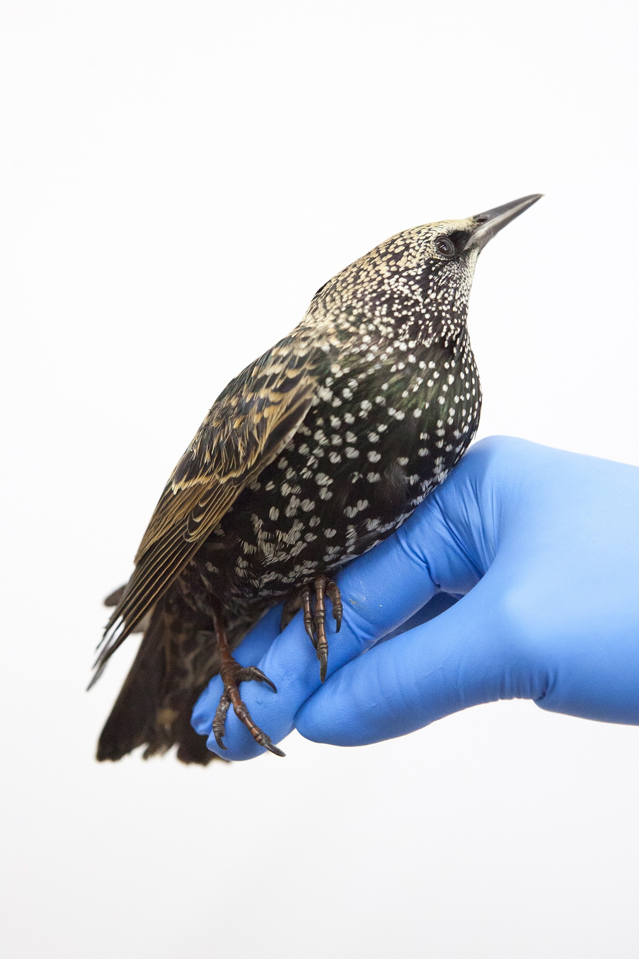 Human Hands Hold the Fate of These Fragile Birds | National Geographic