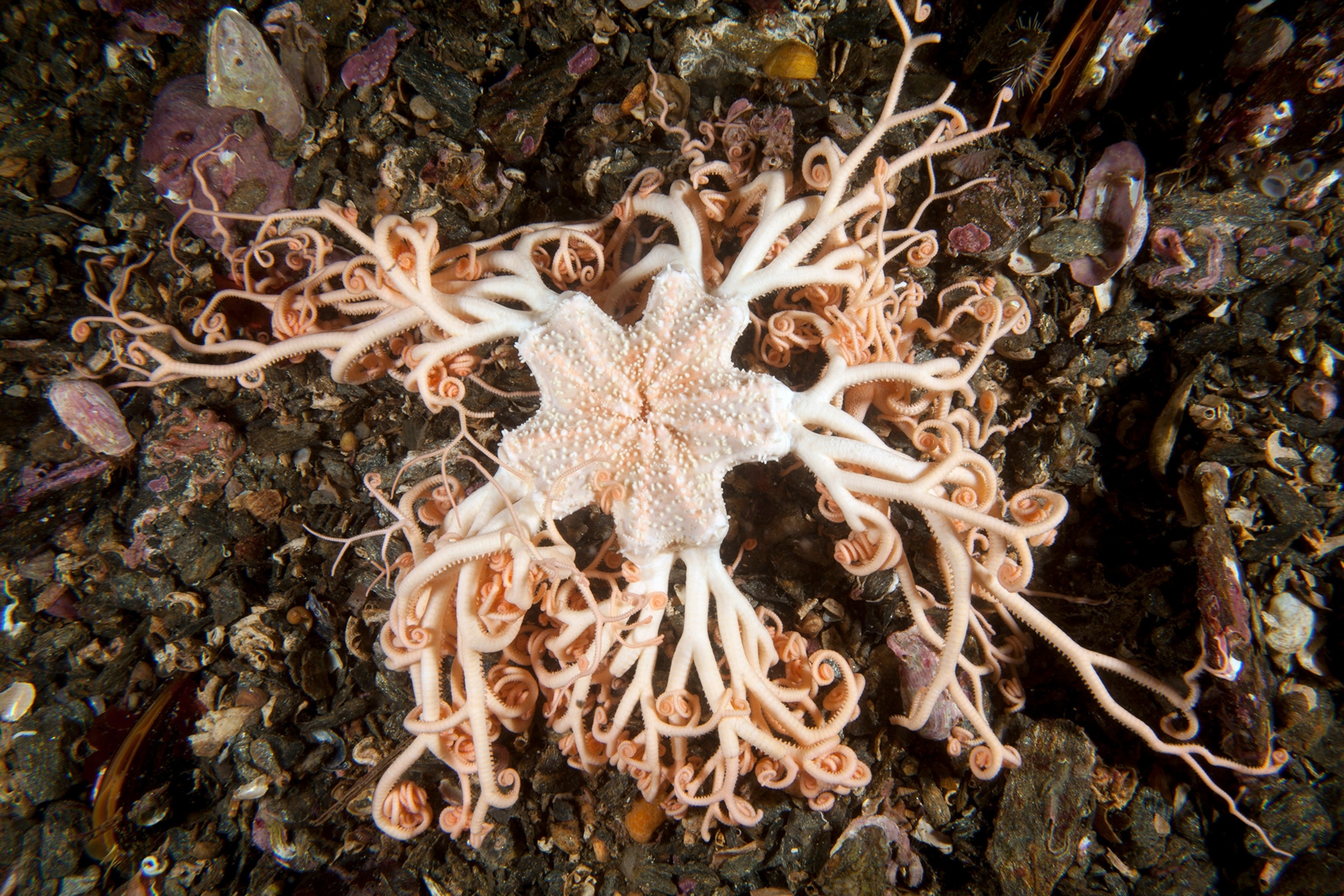 Curly-haired pigs and other animals with natural waves