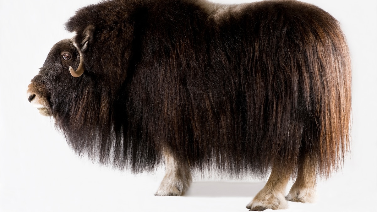 10 Animals That Have Winter Down Cold – National Geographic Photo Ark ...