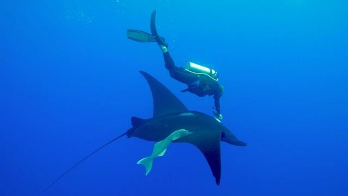 Manta Rays Get Crittercams for First Time Ever | National Geographic