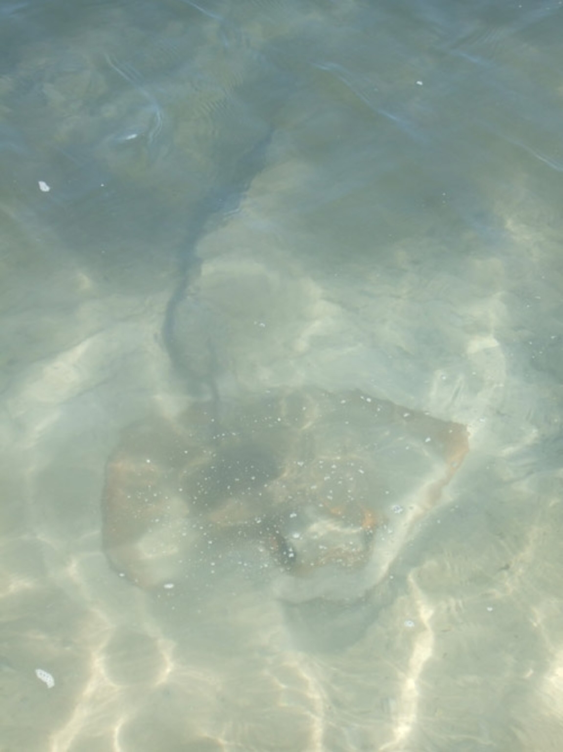 Australiana #5 – Stingrays | National Geographic