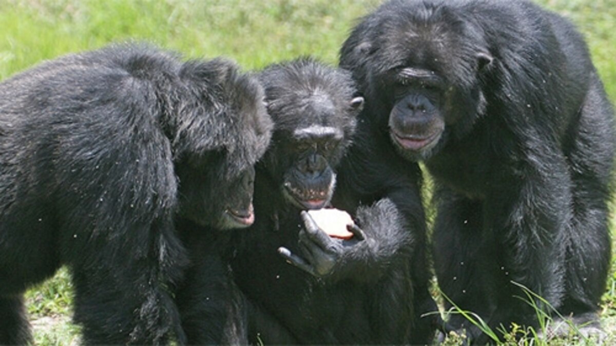 Chimps prefer to copy others with prestige
