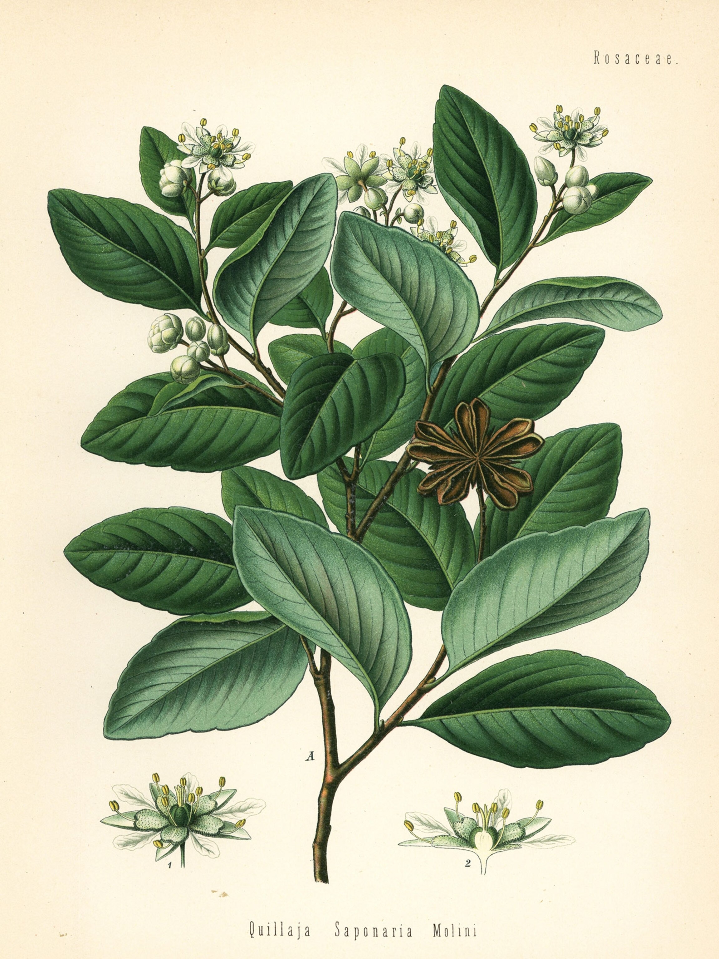 How the additives in your vaccines rev up your immune system