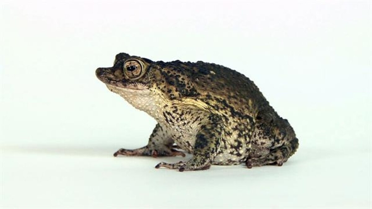 Endangered Puerto Rican Crested Toads Fly Commercial for Release Into Wild