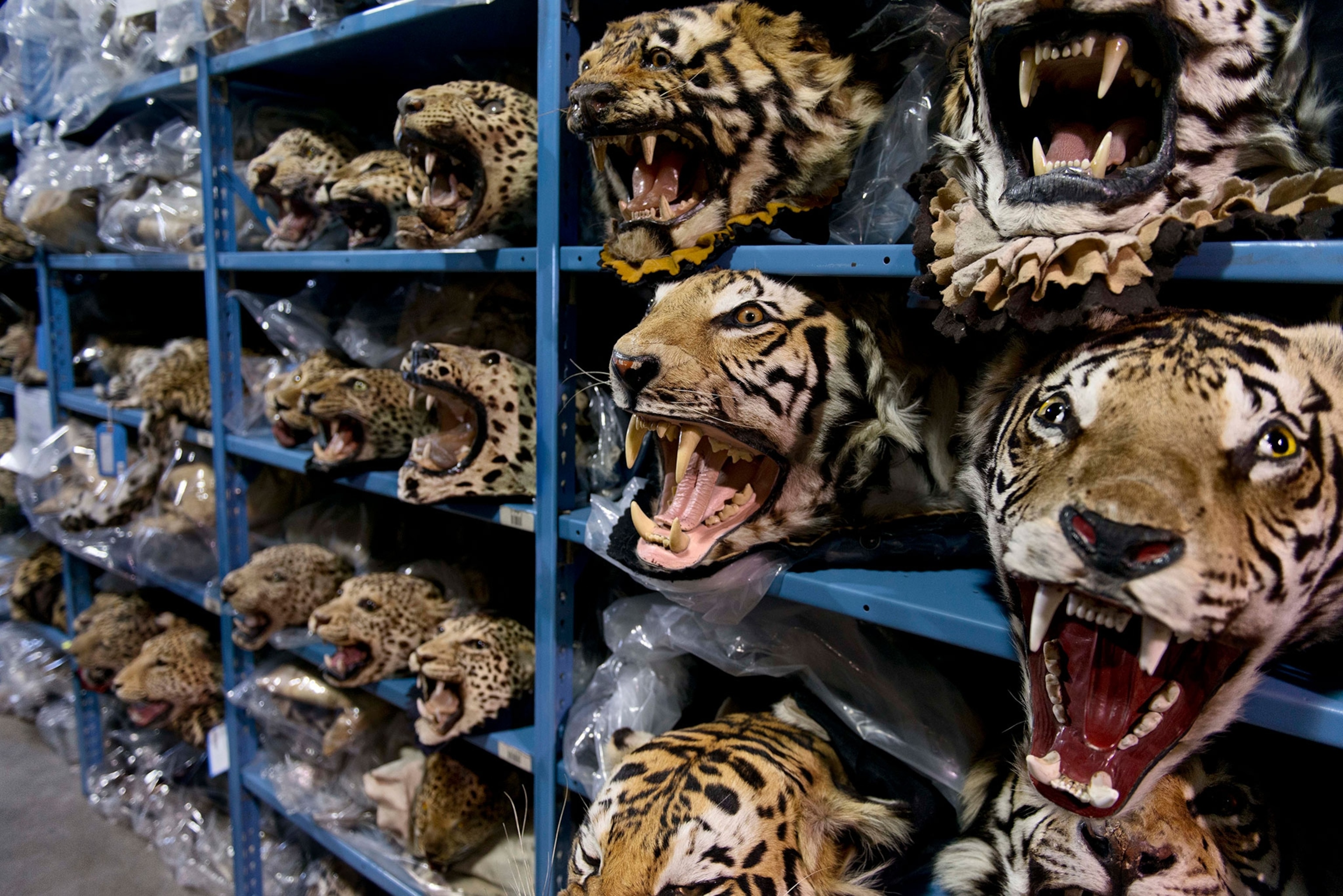 The World Is Finally Getting Serious About Tiger Farms | National ...