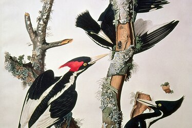 Ivory-Billed Woodpecker | National Geographic