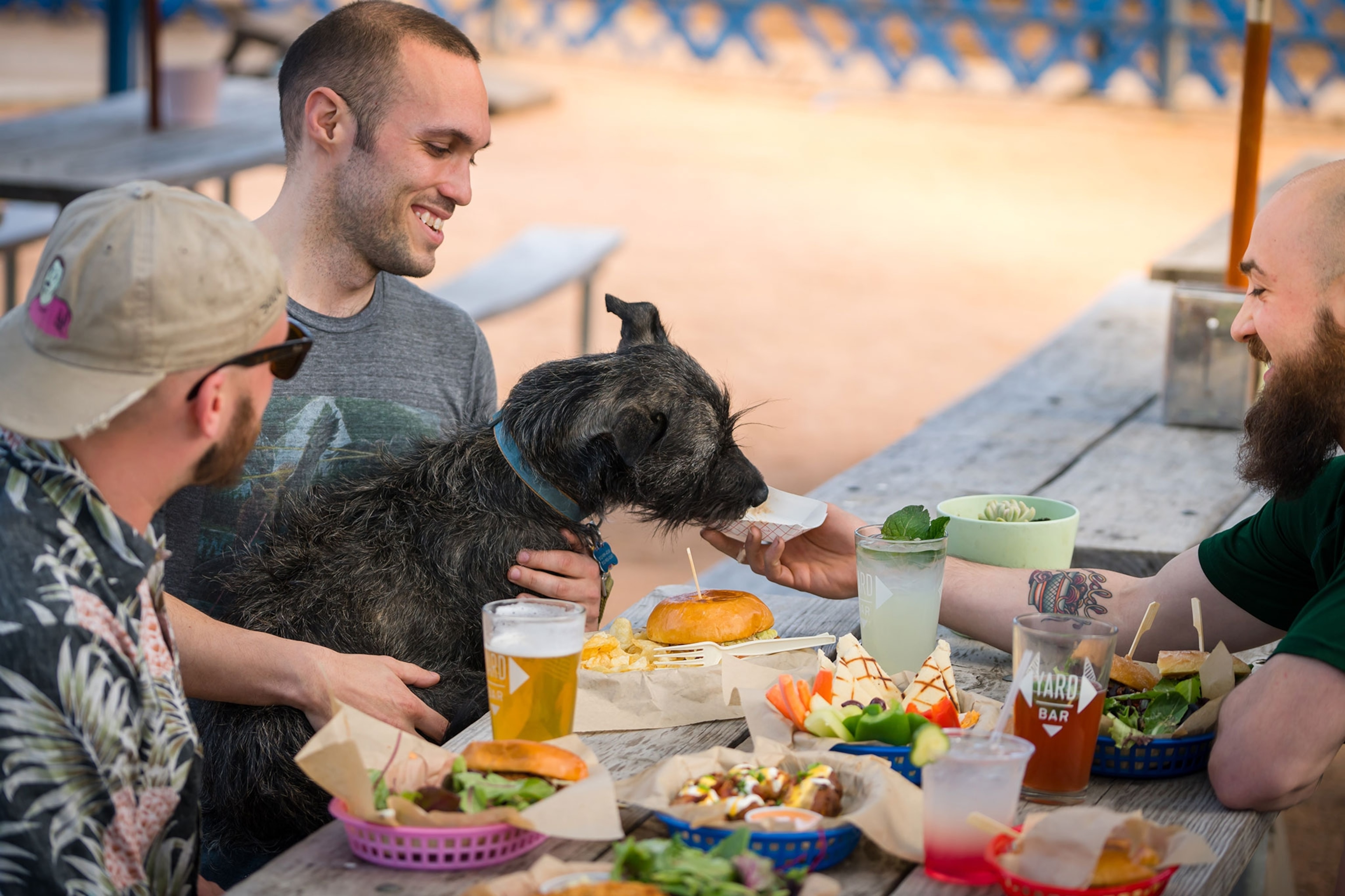 Pet-friendly Locations to Travel with Your Dog