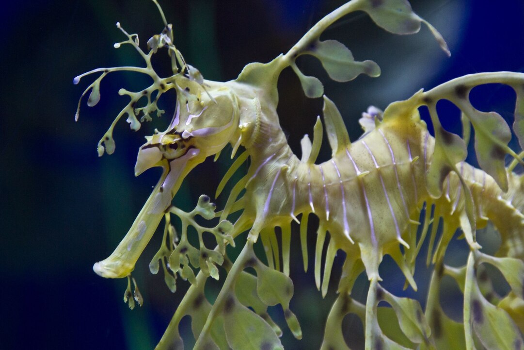 Leafy Sea Dragon National Geographic The Leafy Sea Dragon 🐲🪸