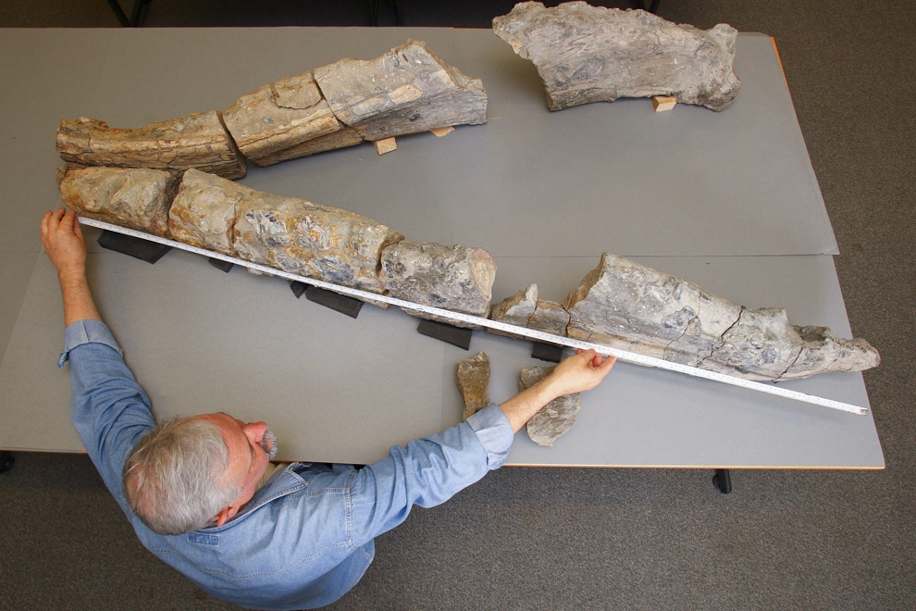 Pictures: Largest "Sea Monster" Skull Revealed?