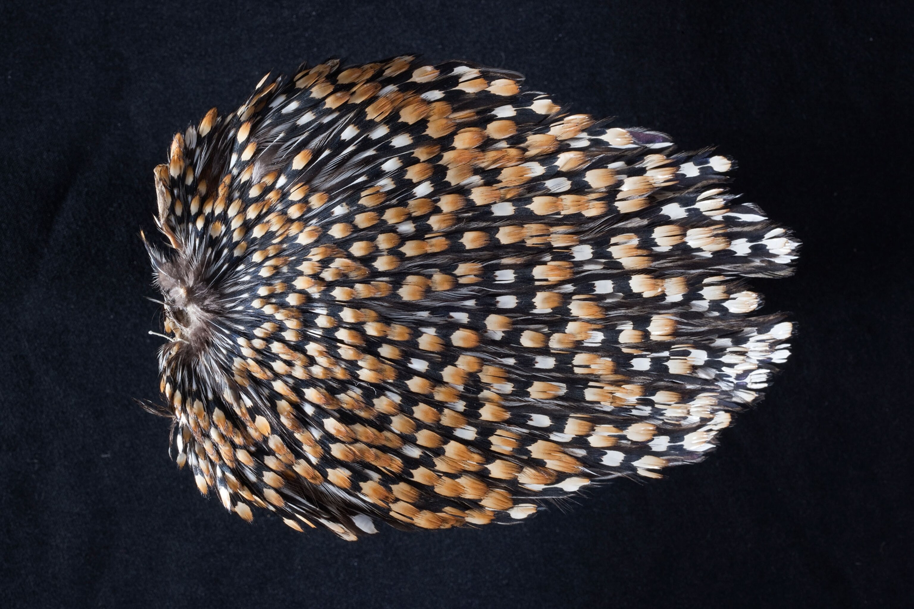 These Stunning Photos of Feathers Will Tickle Your Fancy