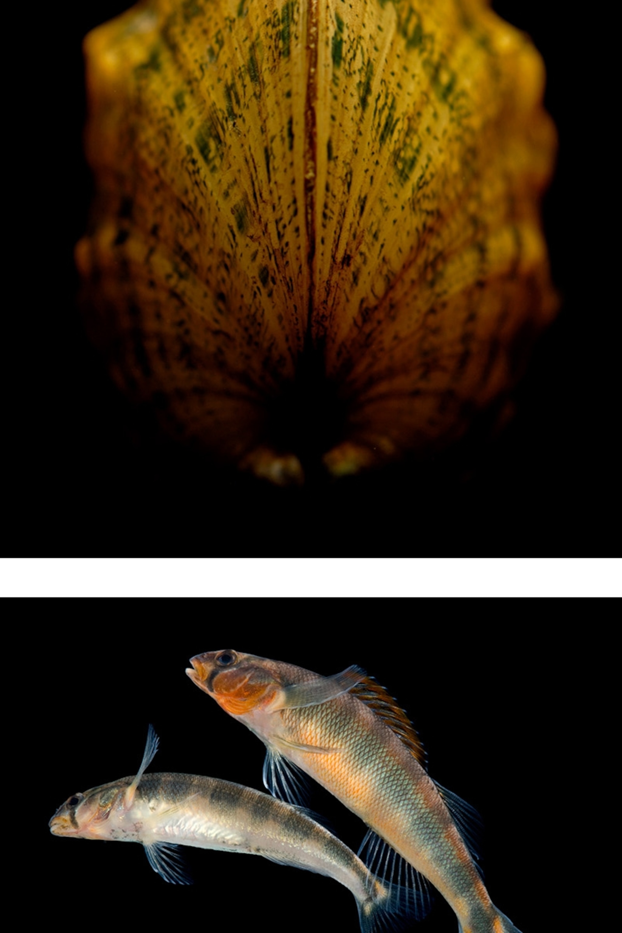 The high-stakes scramble to save the Appalachian monkeyface mussel