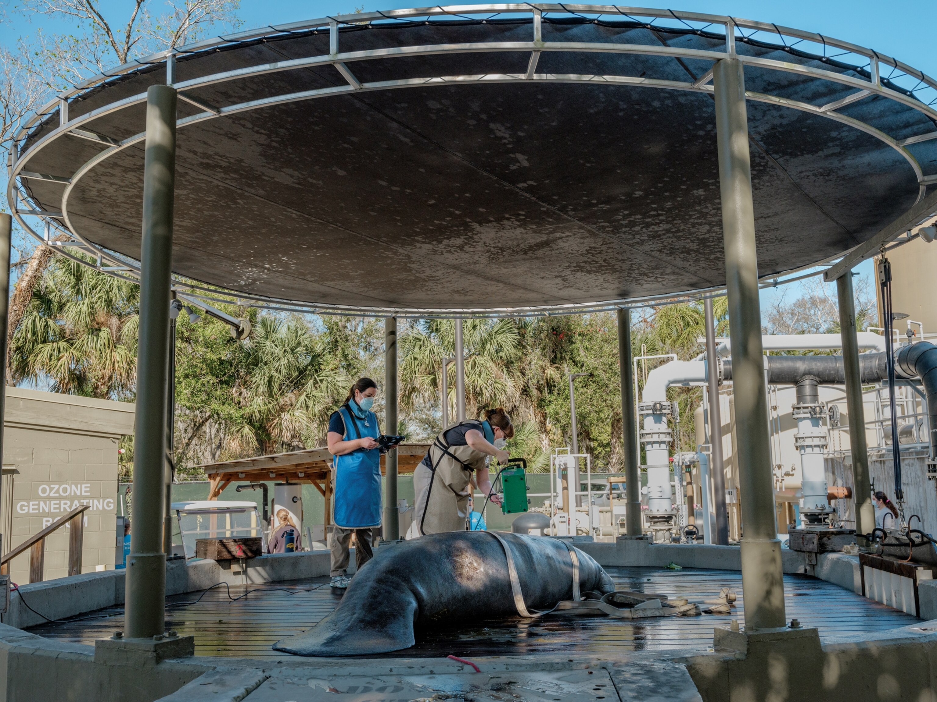 We rallied to save manatees once. Can we do it again?