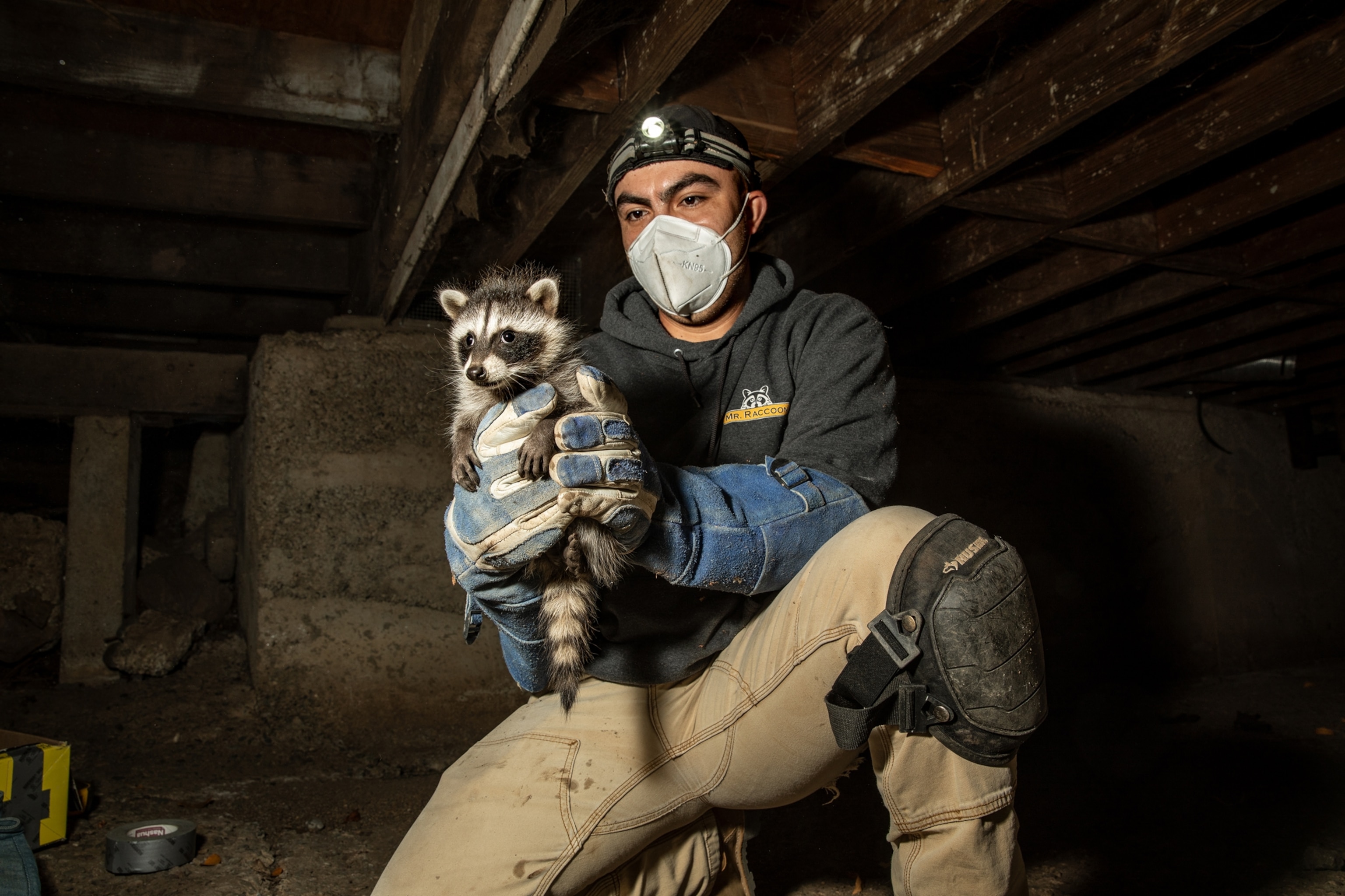 Wild animals are adapting to city life in surprisingly savvy ways