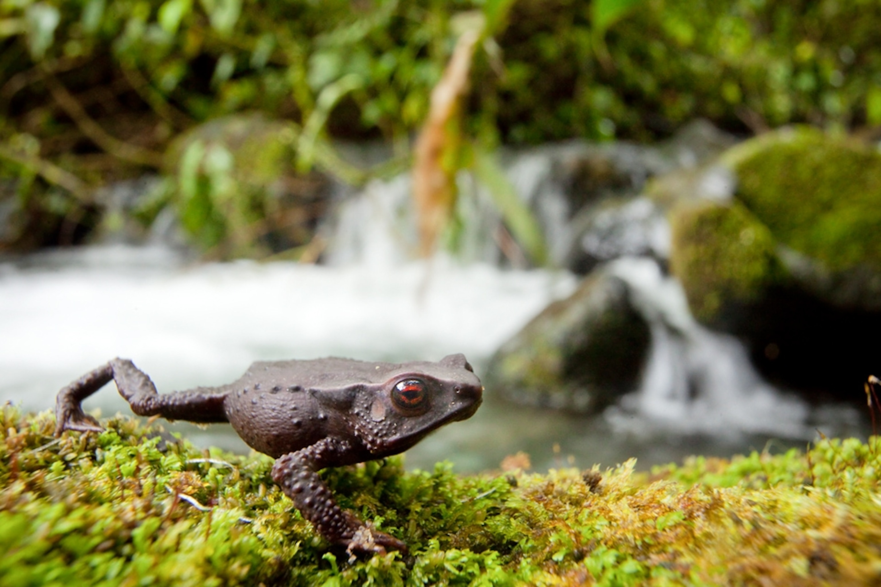 Pictures: "Mr. Burns" Toad, More New Amphibians Found