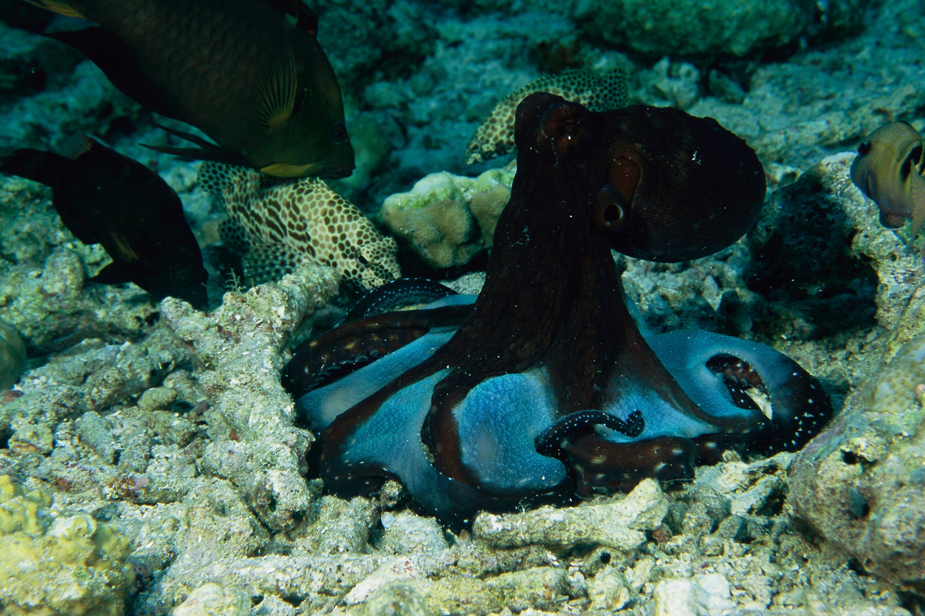 Beautiful Octopus Pictures: Masters of Disguise and Agile Hunters