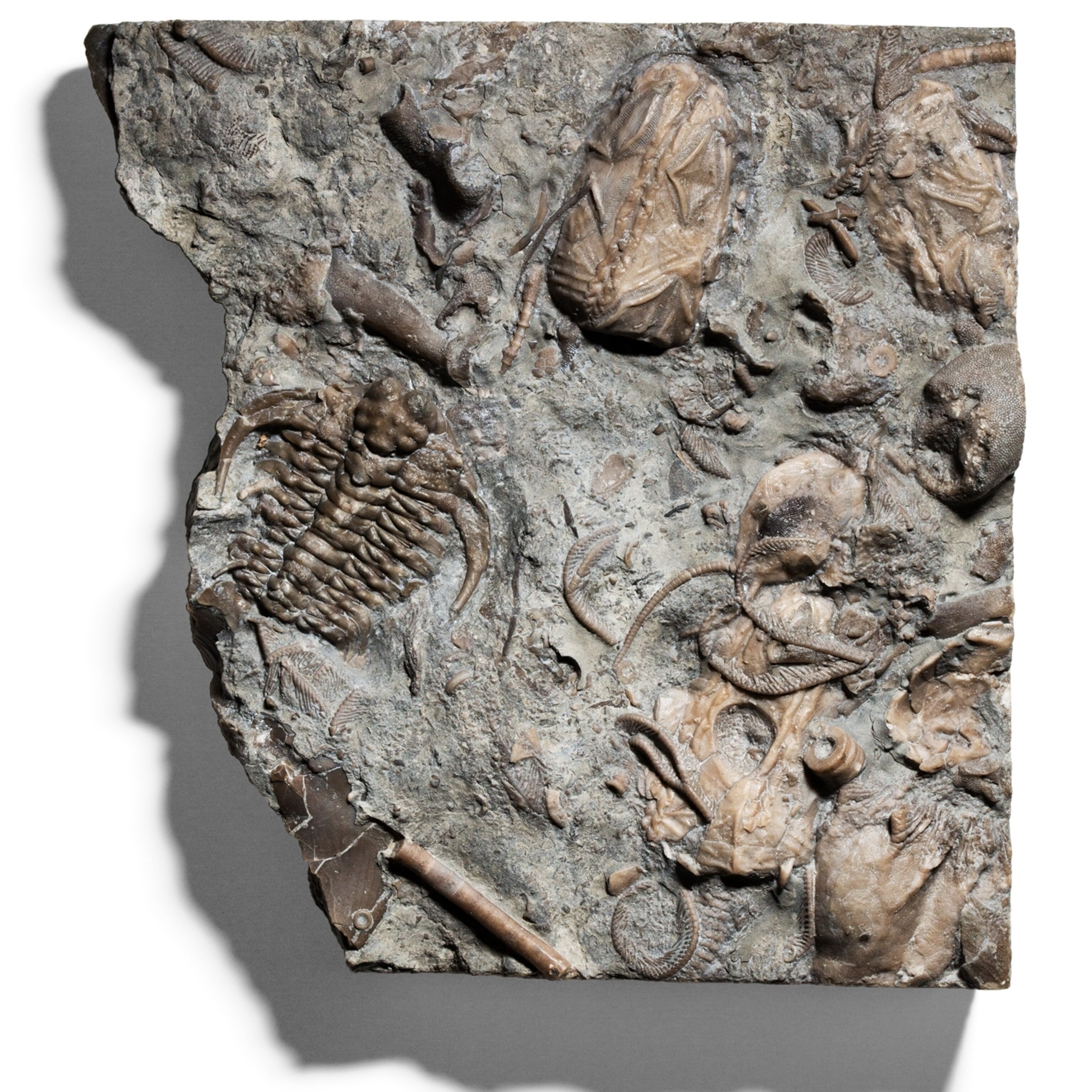 First, There Were Microbes. Then Life on Earth Got Big.