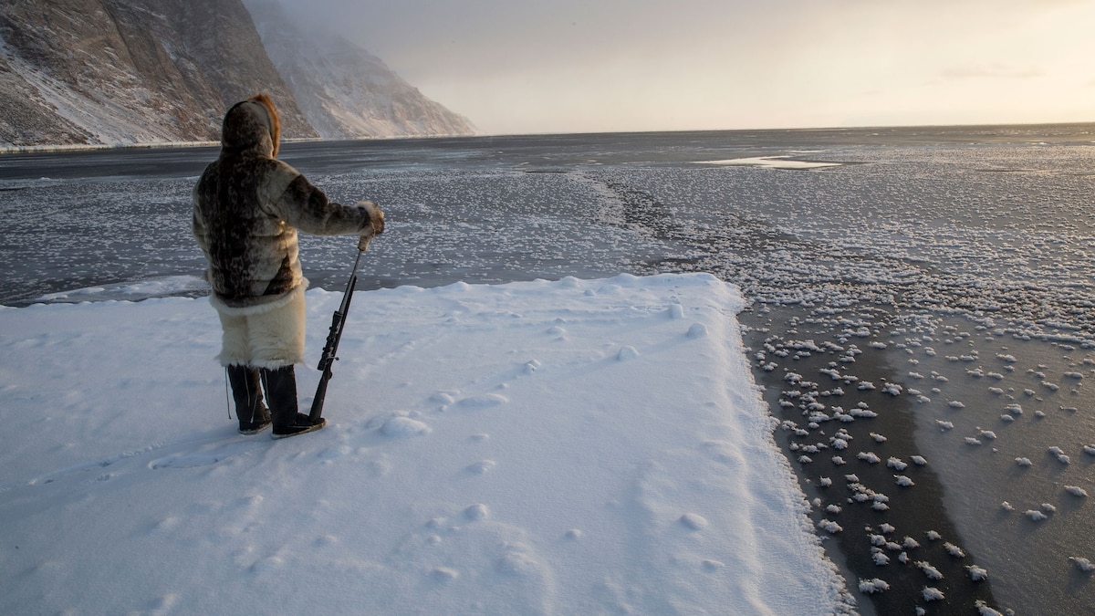 Arctic ice is getting thinner by the day—and sea life is suffering ...