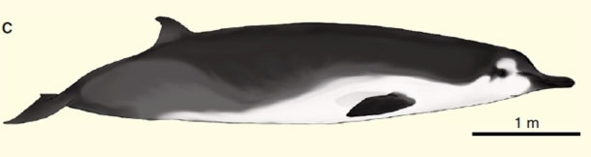 For 150 years, no one had seen a full spade-toothed whale. Then two ...