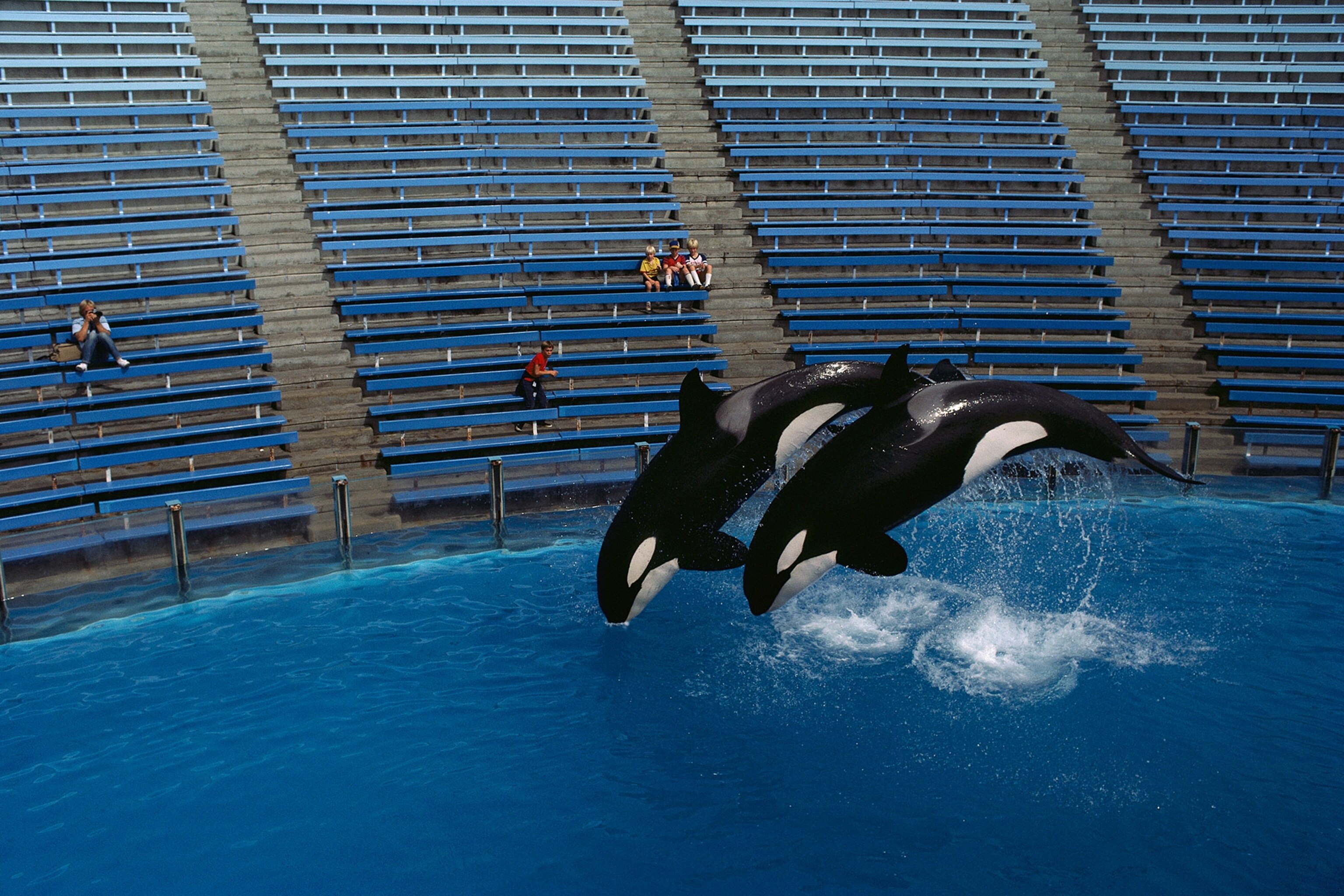 Orca Shows and Breeding Banned in California