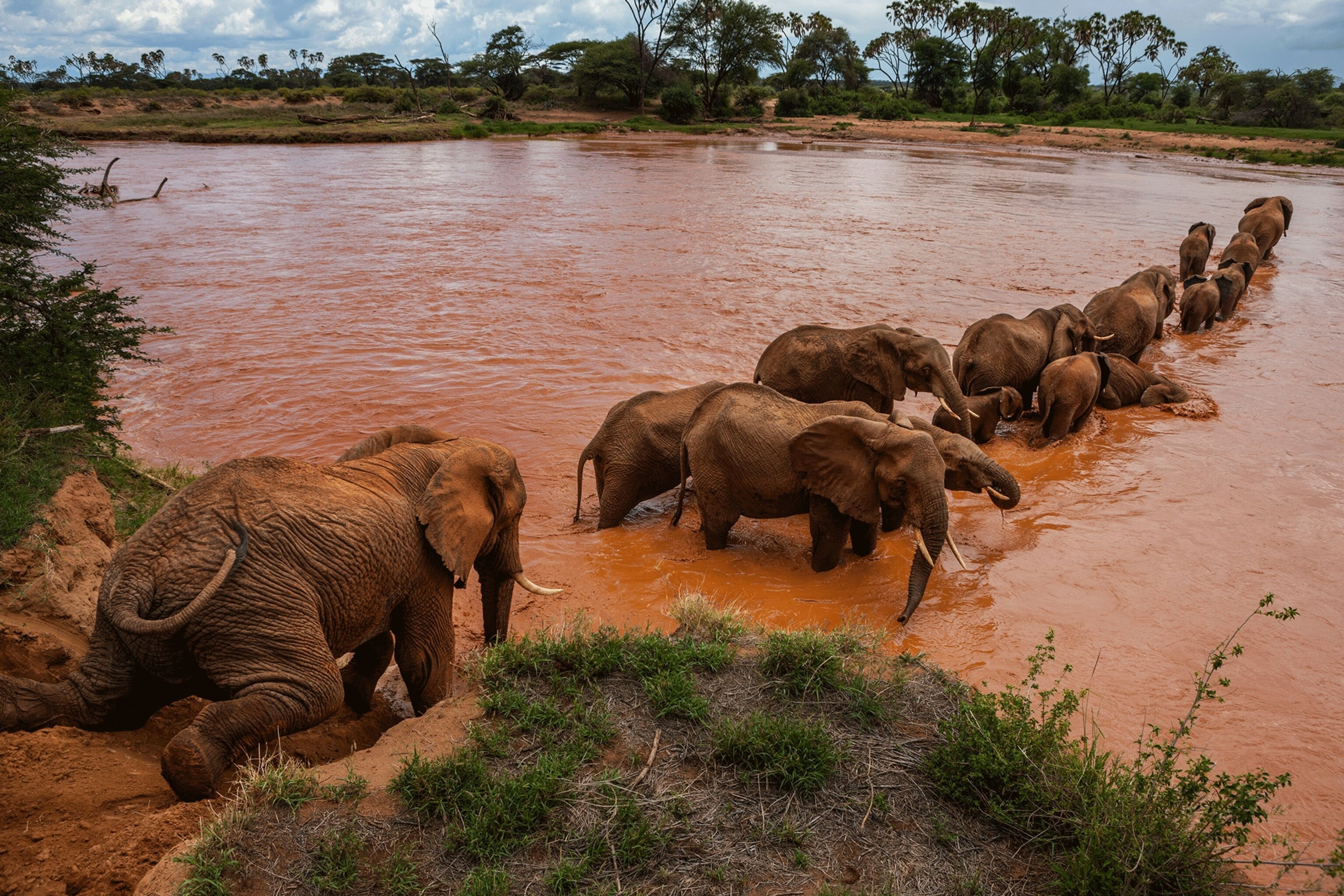 Where to see elephants ethically while traveling