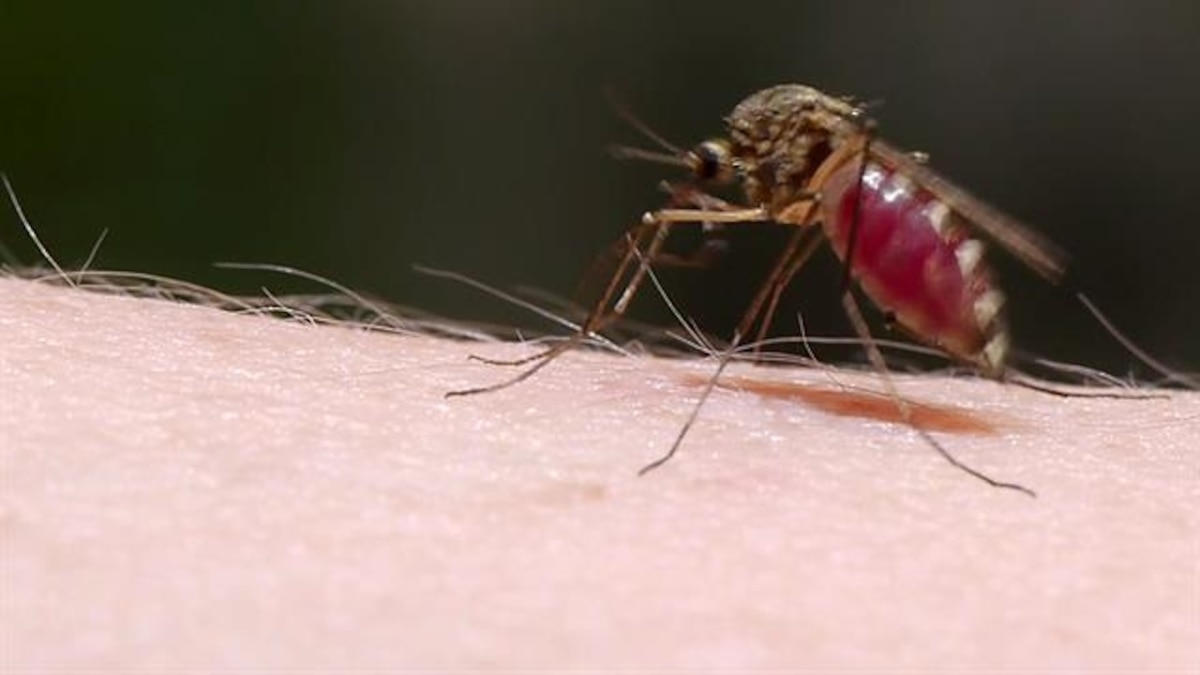 How Mosquitoes Use Stealth to Steal Your Blood | National Geographic