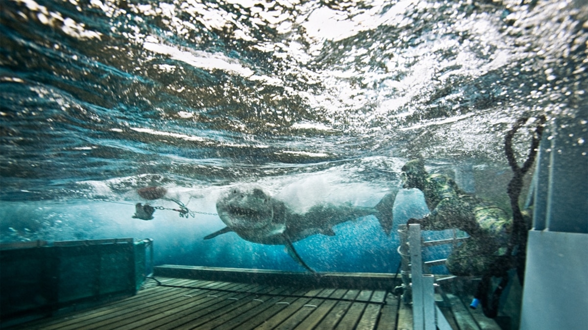 Pictures: "Shark Elevator" Lifts Great Whites From Sea | National ...