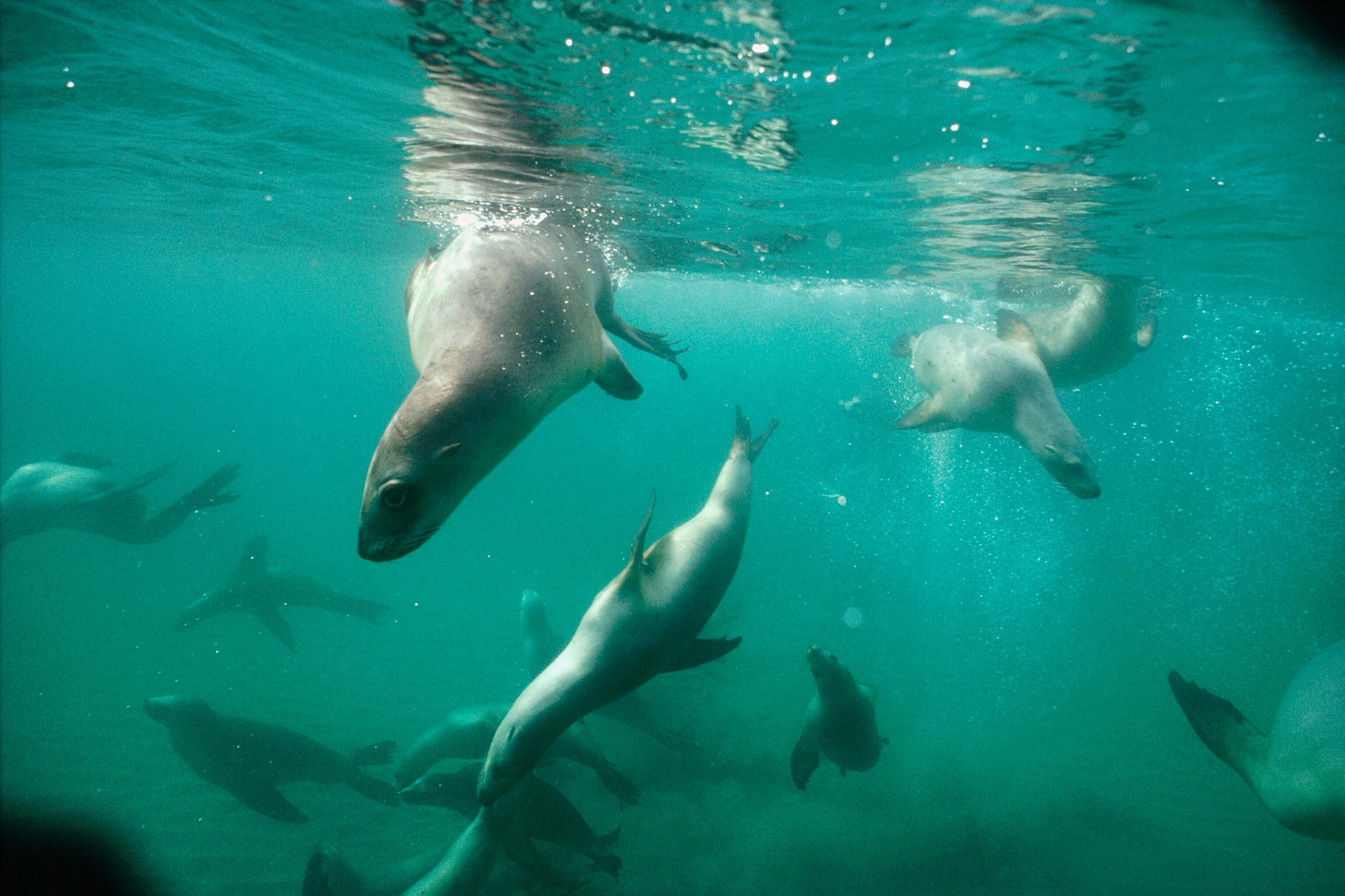 Will Humans Survive the Sixth Great Extinction?