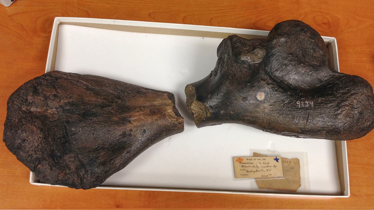 Fossil of Giant Turtle Atlantochelys Reunited With Its Other Half After ...