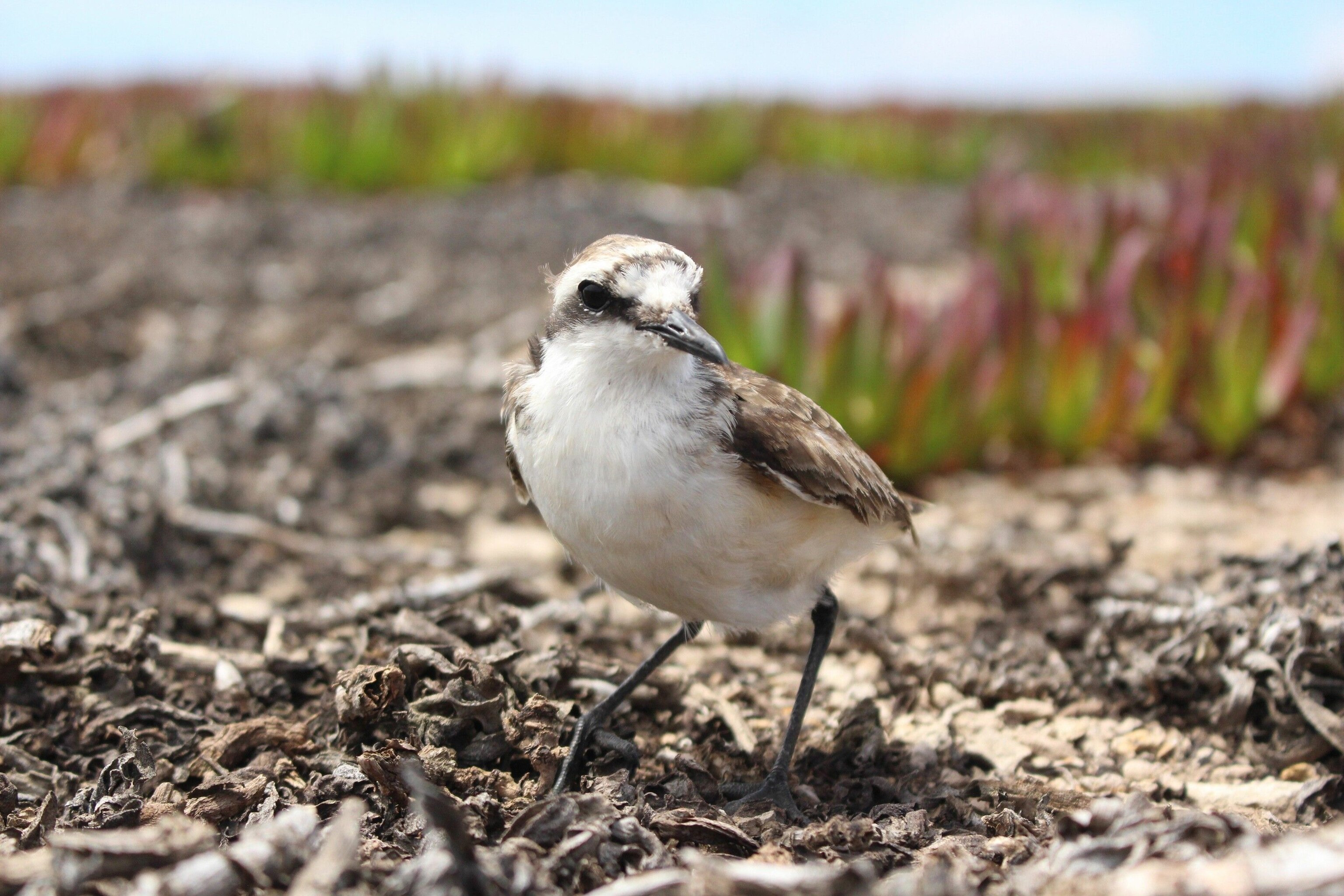 How to spend seven days exploring the nature-filled island of St Helena