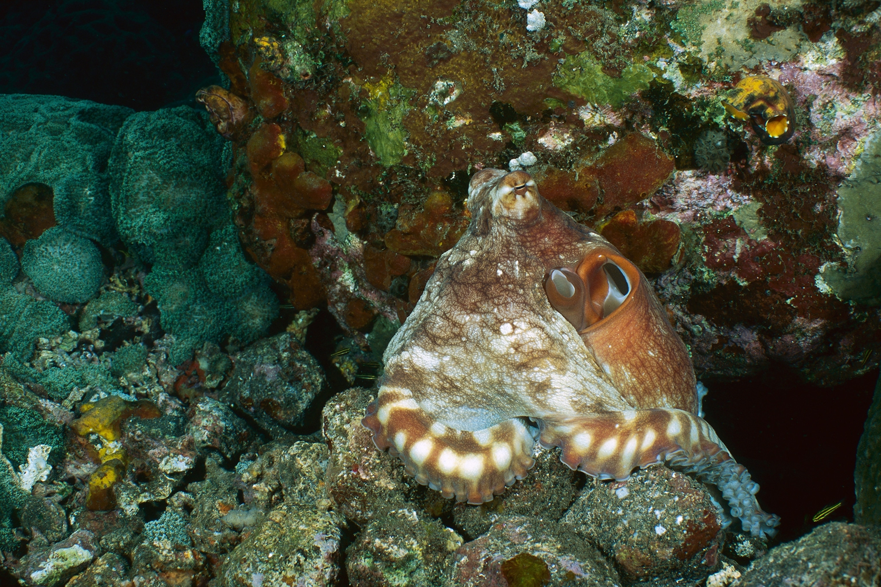 Color-changing animals, explained