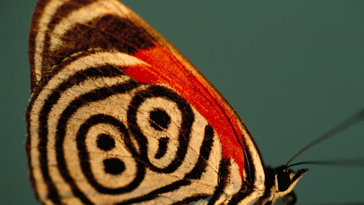 Butterflies, Patterns in Nature, Photos, Pictures, Wallpapers ...