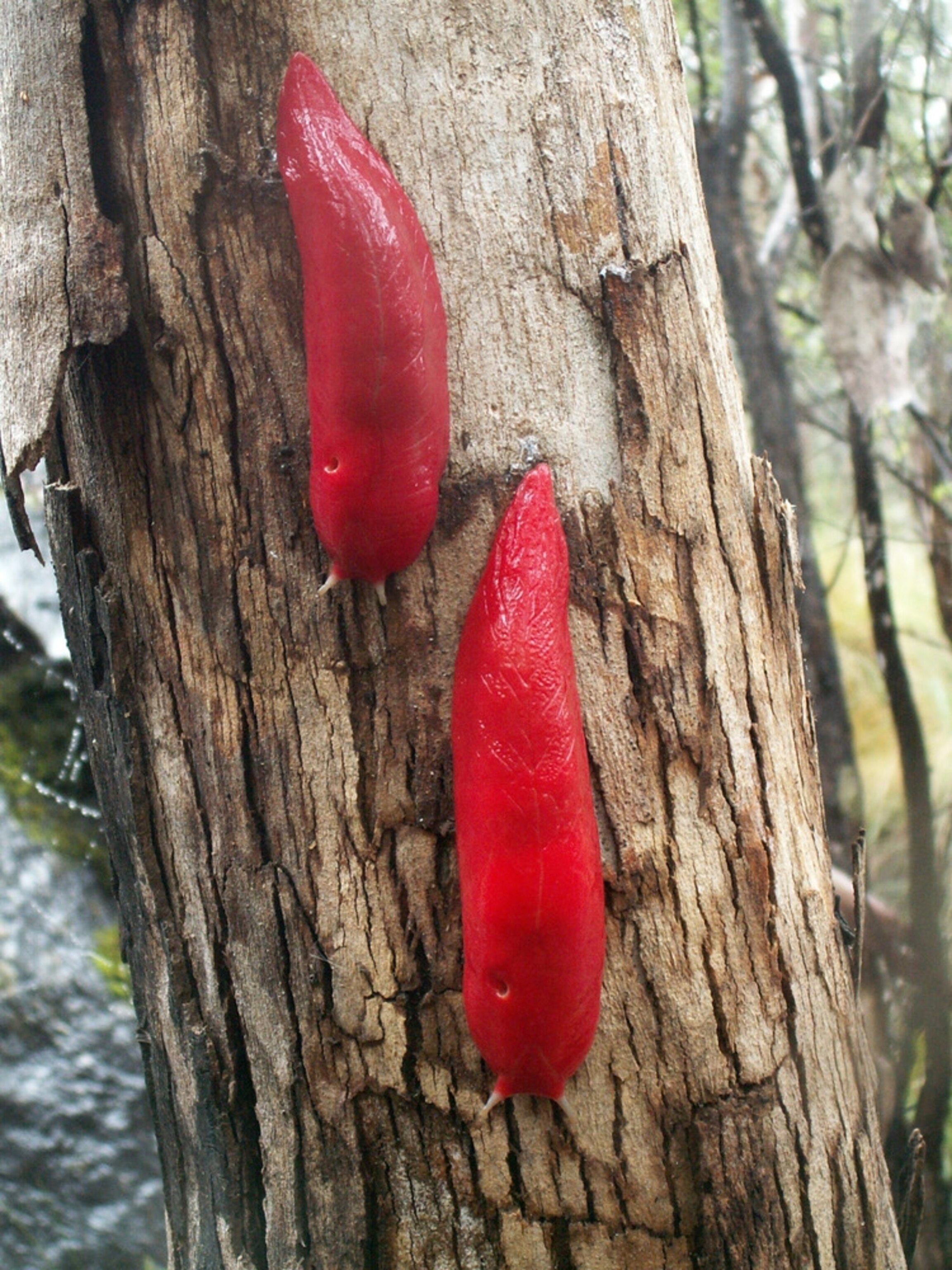 New Hot-Pink Slug Found in Australia