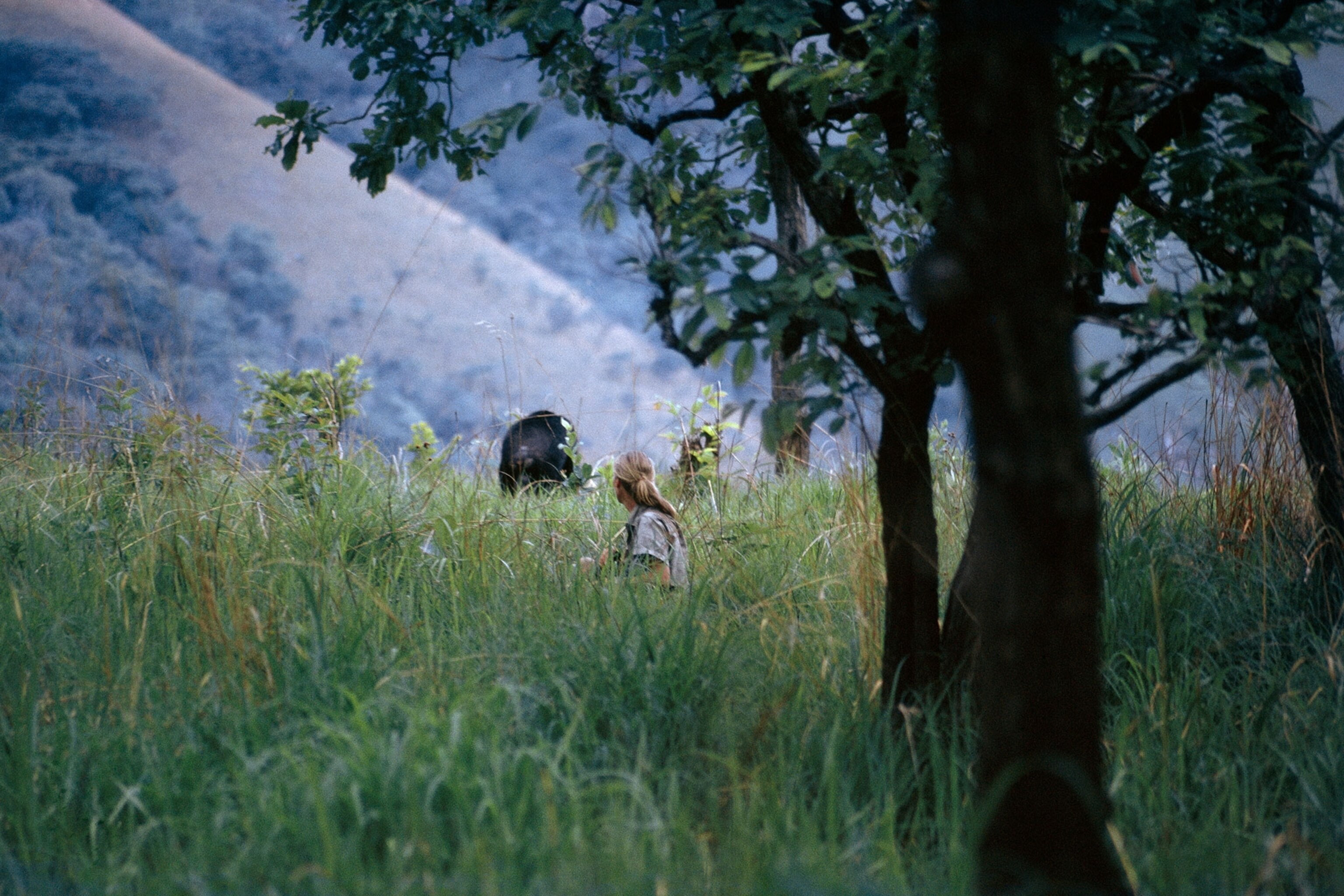 Jane Goodall’s original tale of chimpanzees still astonishes today