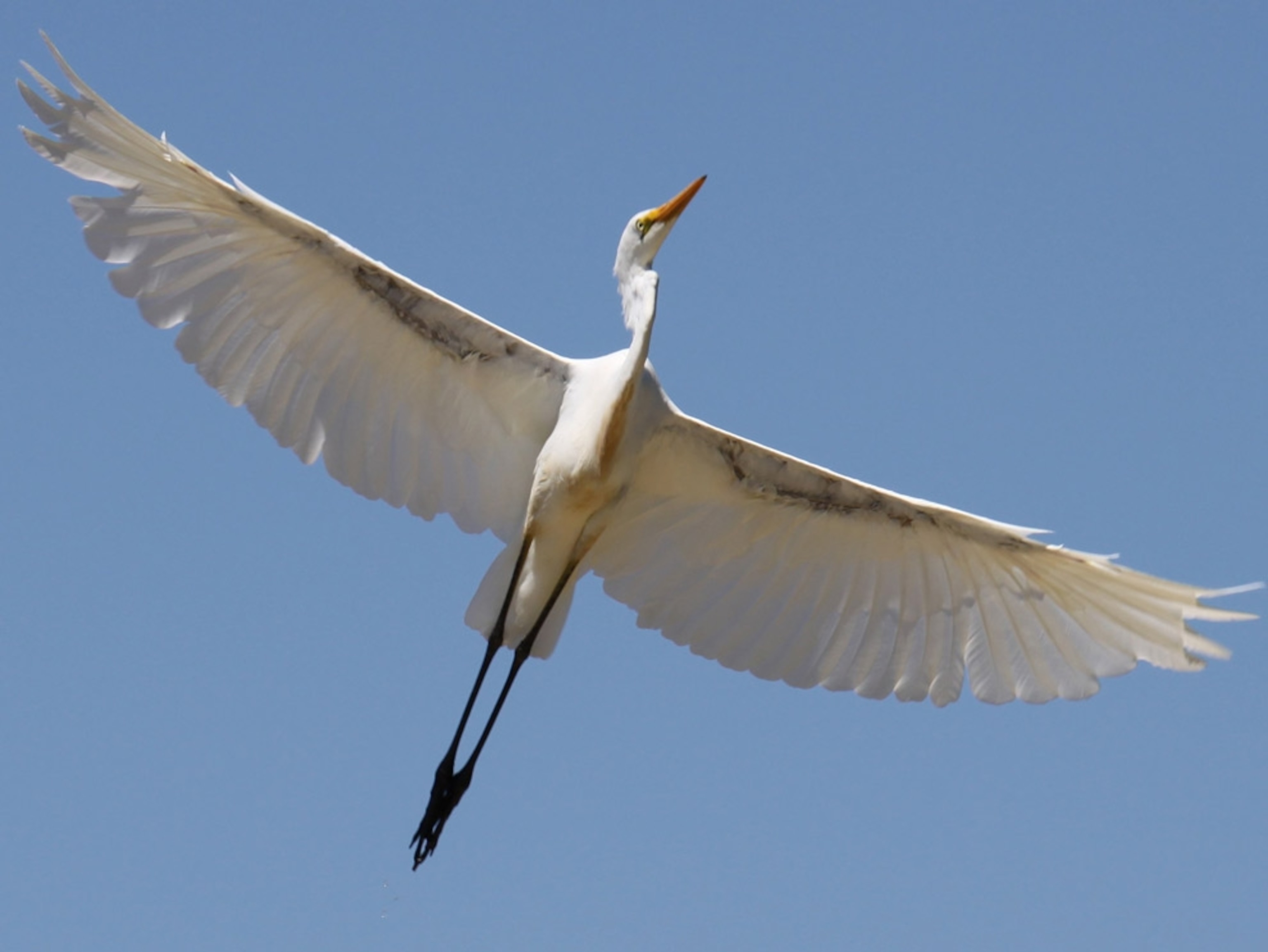 Wading Bird Pictures - National Geographic