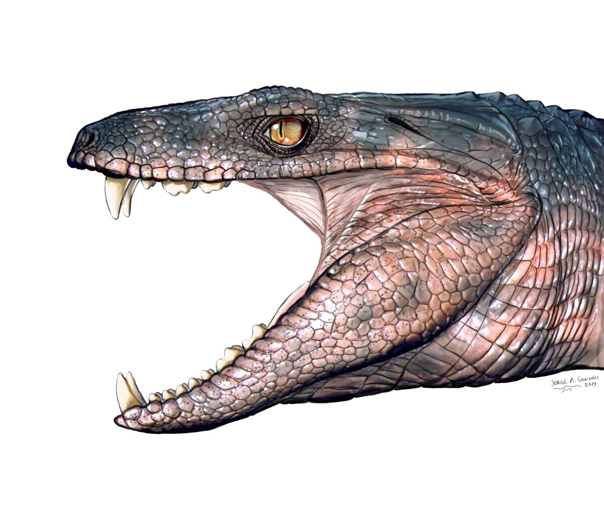 Plant-eating crocodiles thrived in dinosaur times