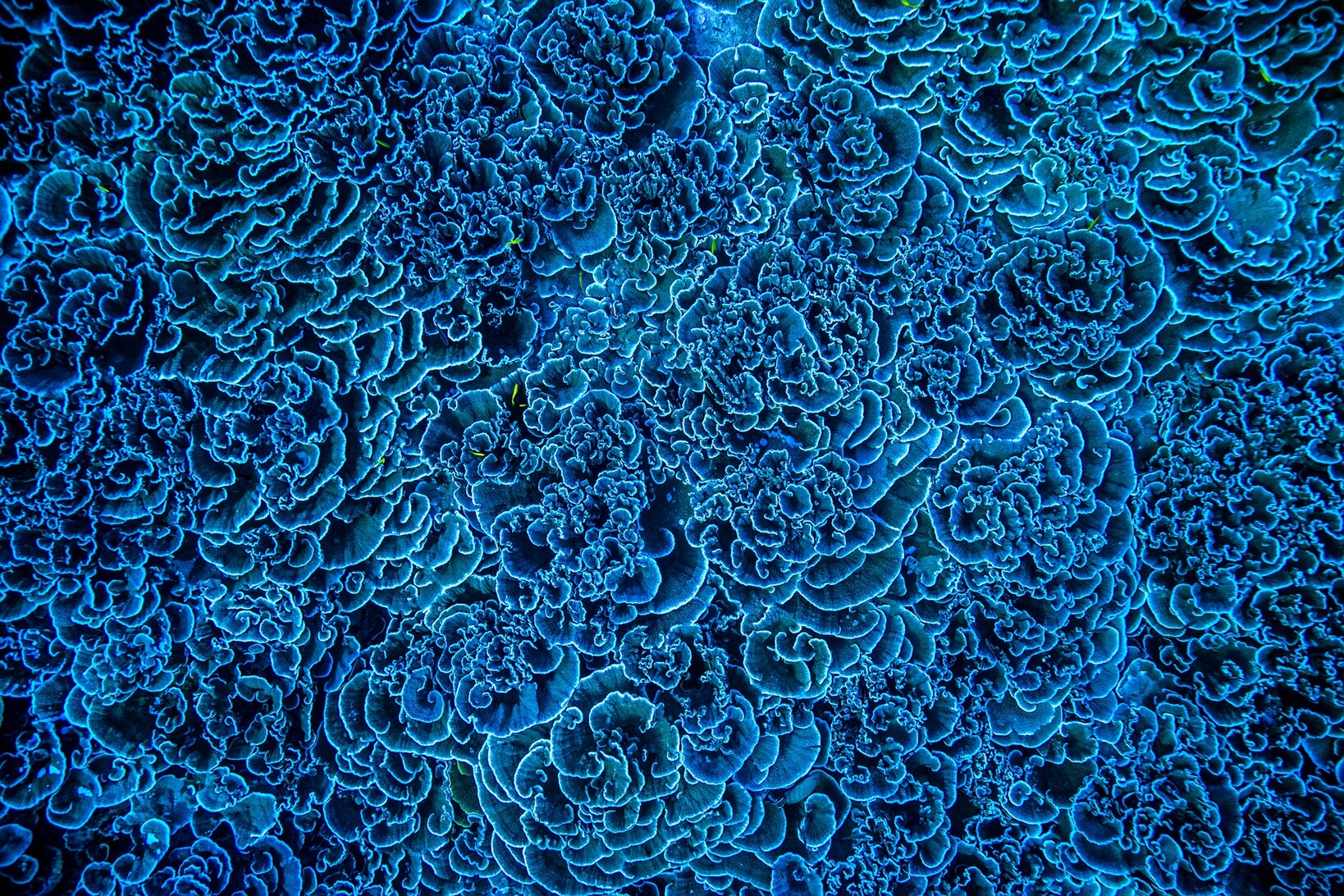 Coral Reef Texture Seamless