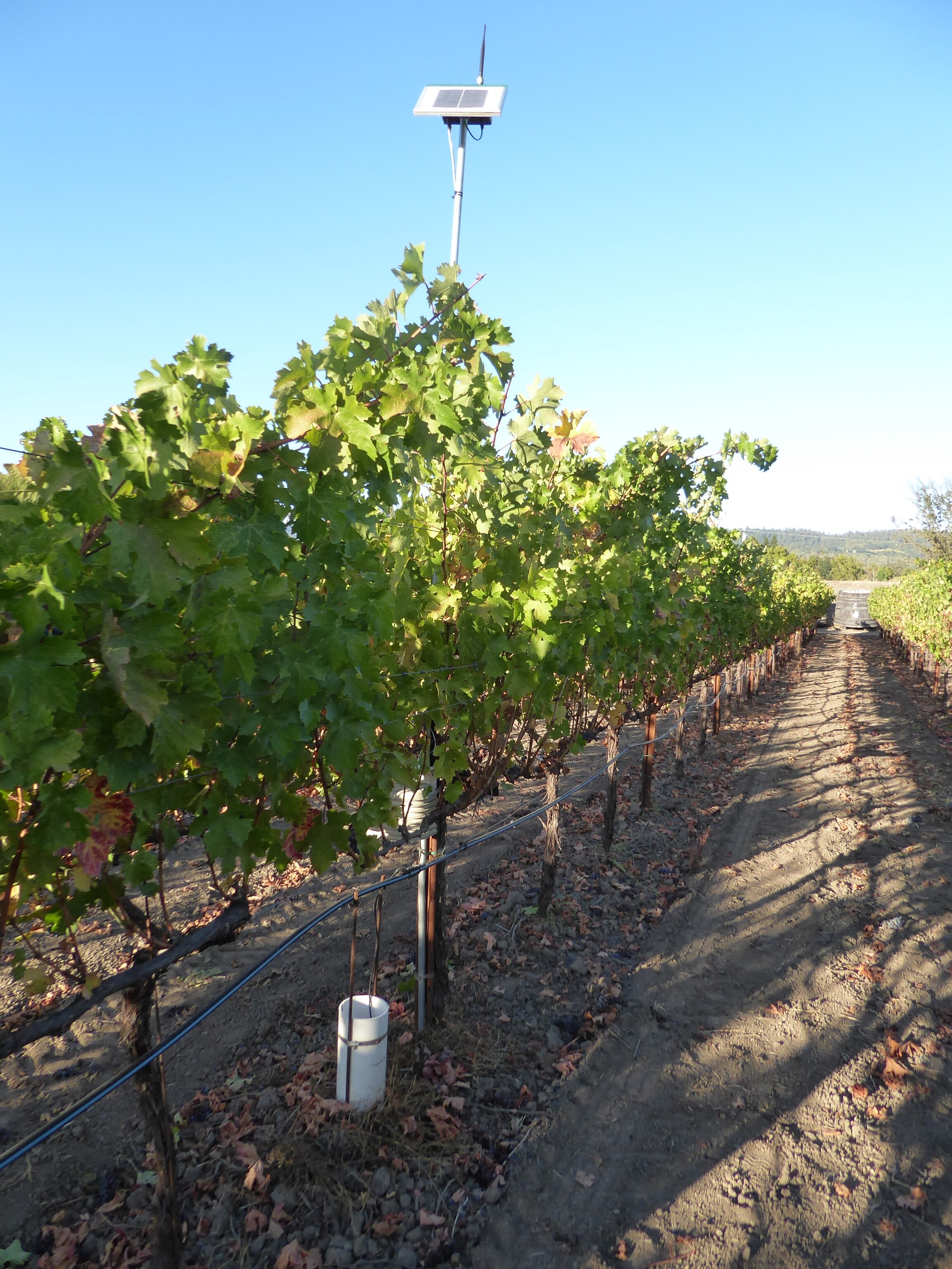 California Winegrowers Turn to Tech to Save at the Tap