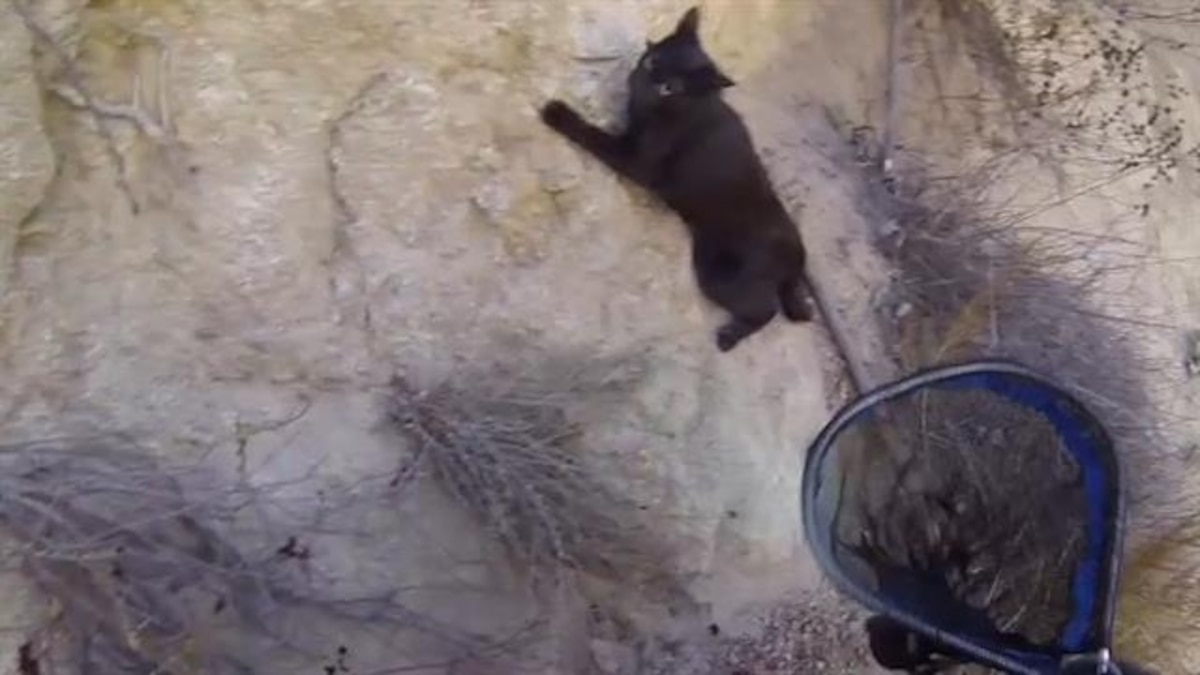 Cat Saved From Cliffside by Fearless Los Angeles Animal Rescuers ...