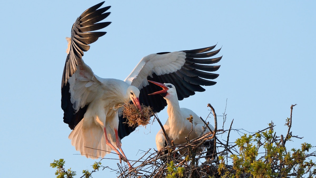 How Long Can Storks Fly