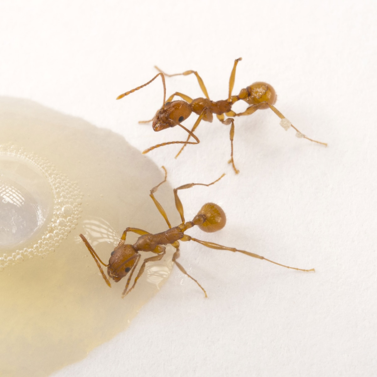Ants | National Geographic