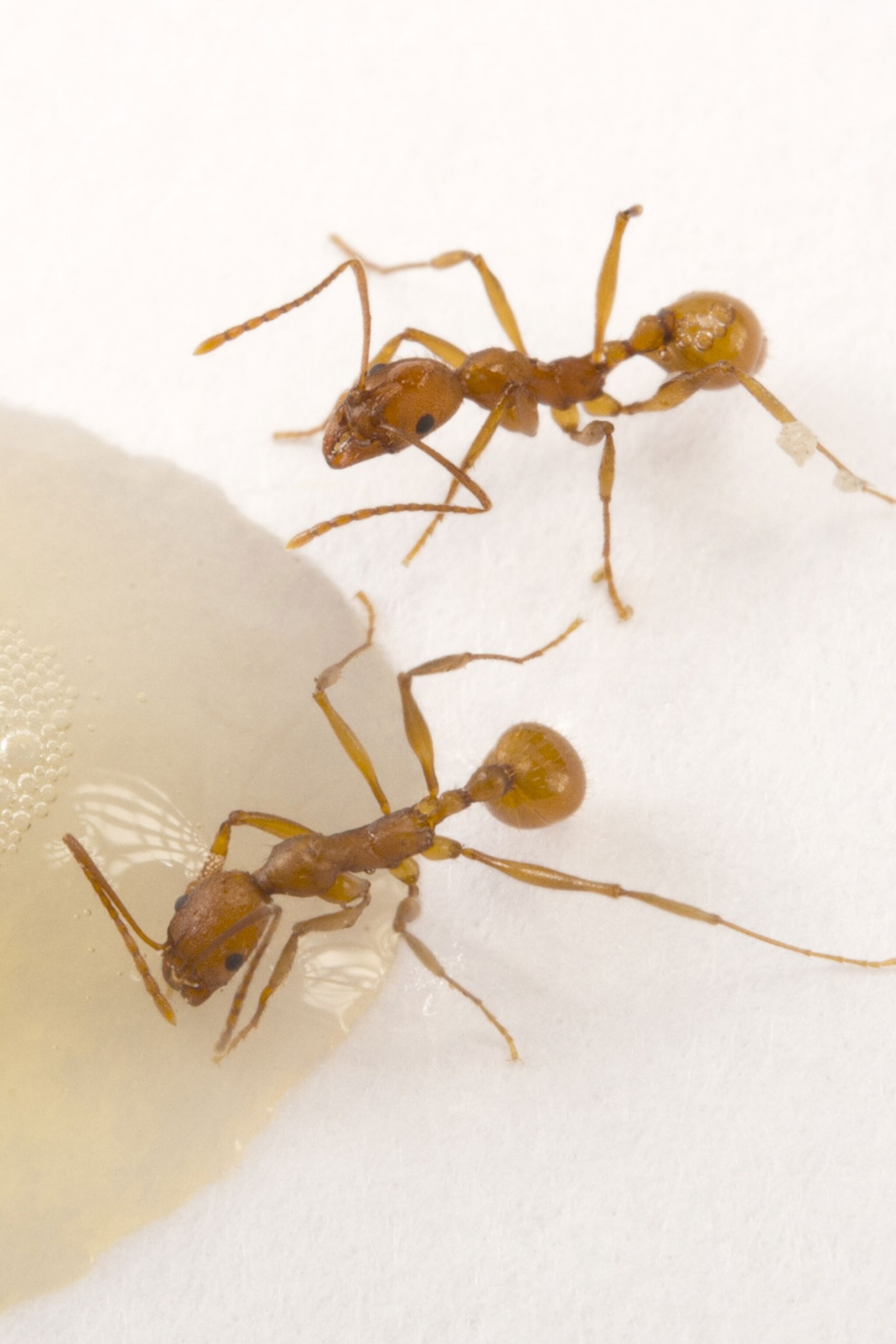 Pro Baseball Experience -> FG 36-1 - Picture Chain