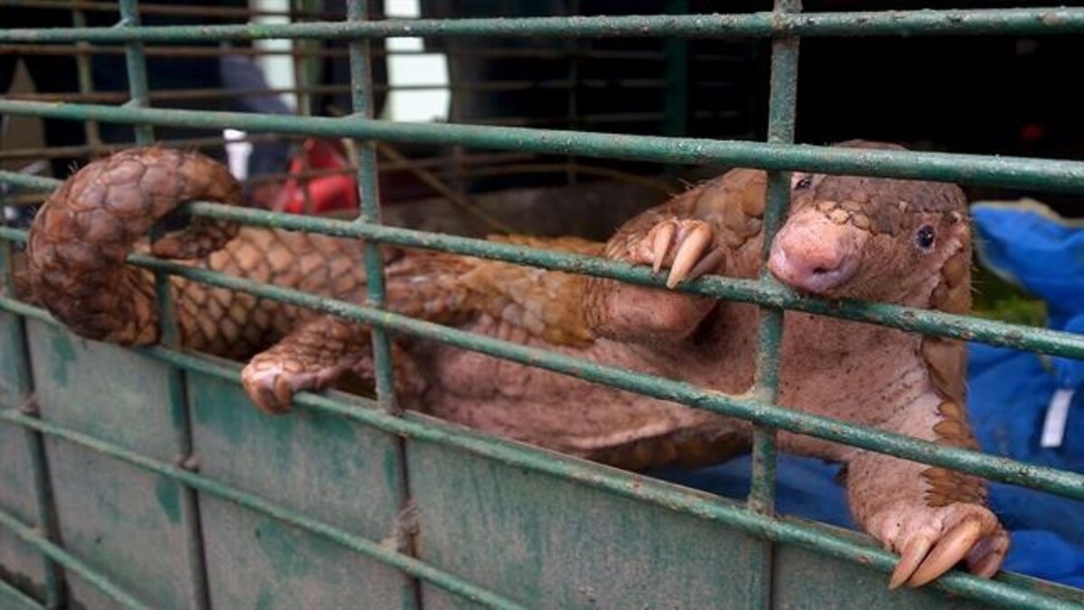101 Pangolins Destined for Black Market Rescued from Boat in Indonesia ...