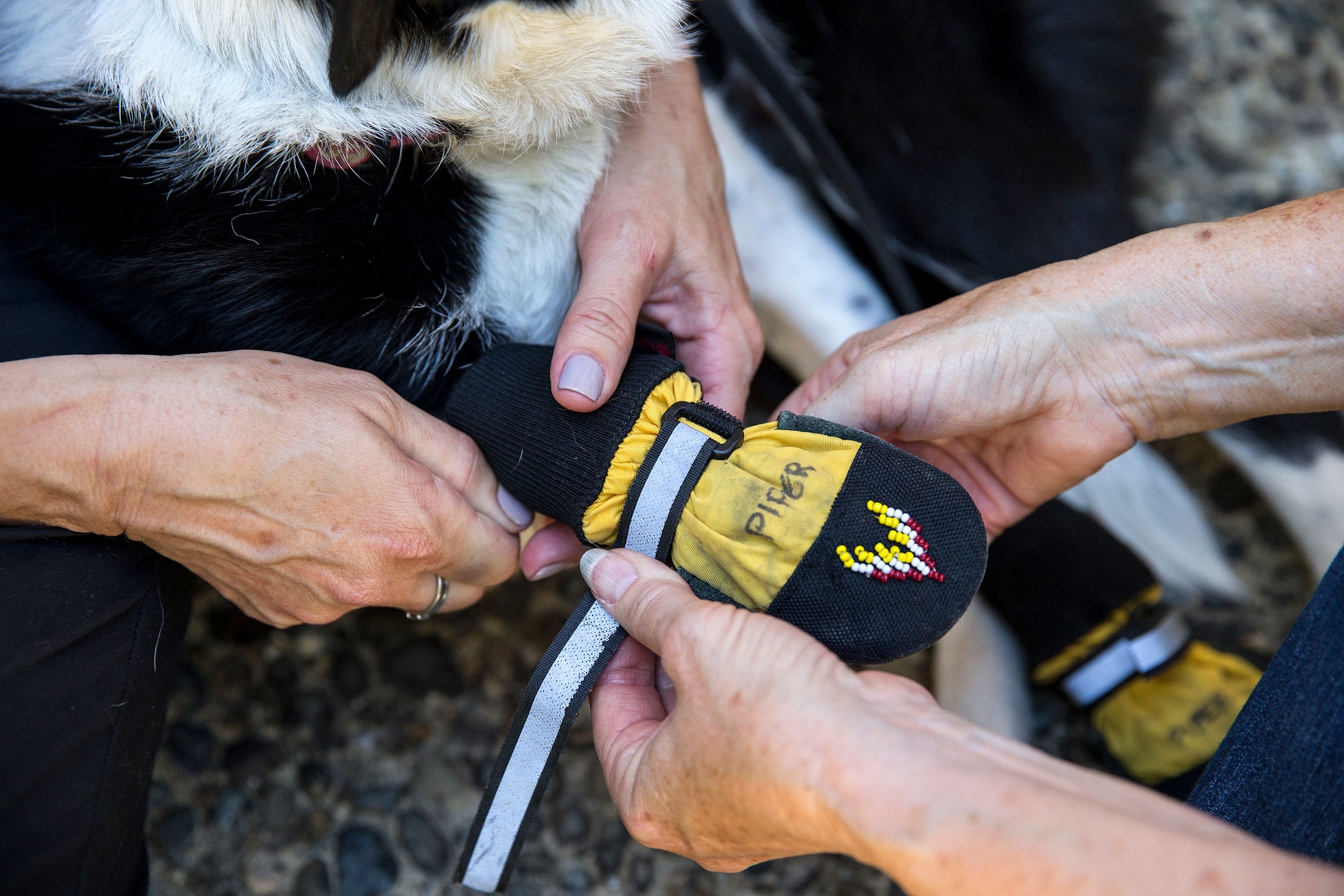 Exclusive: Bone-Sniffing Dogs to Hunt for Amelia Earhart's Remains