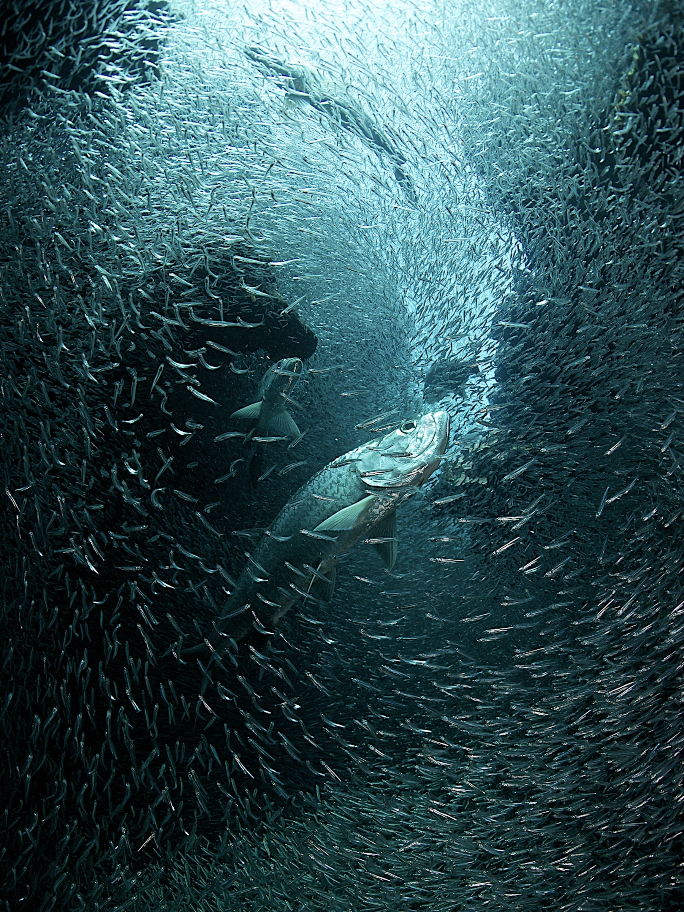 Top Underwater Photos from National Geographic Your Shot