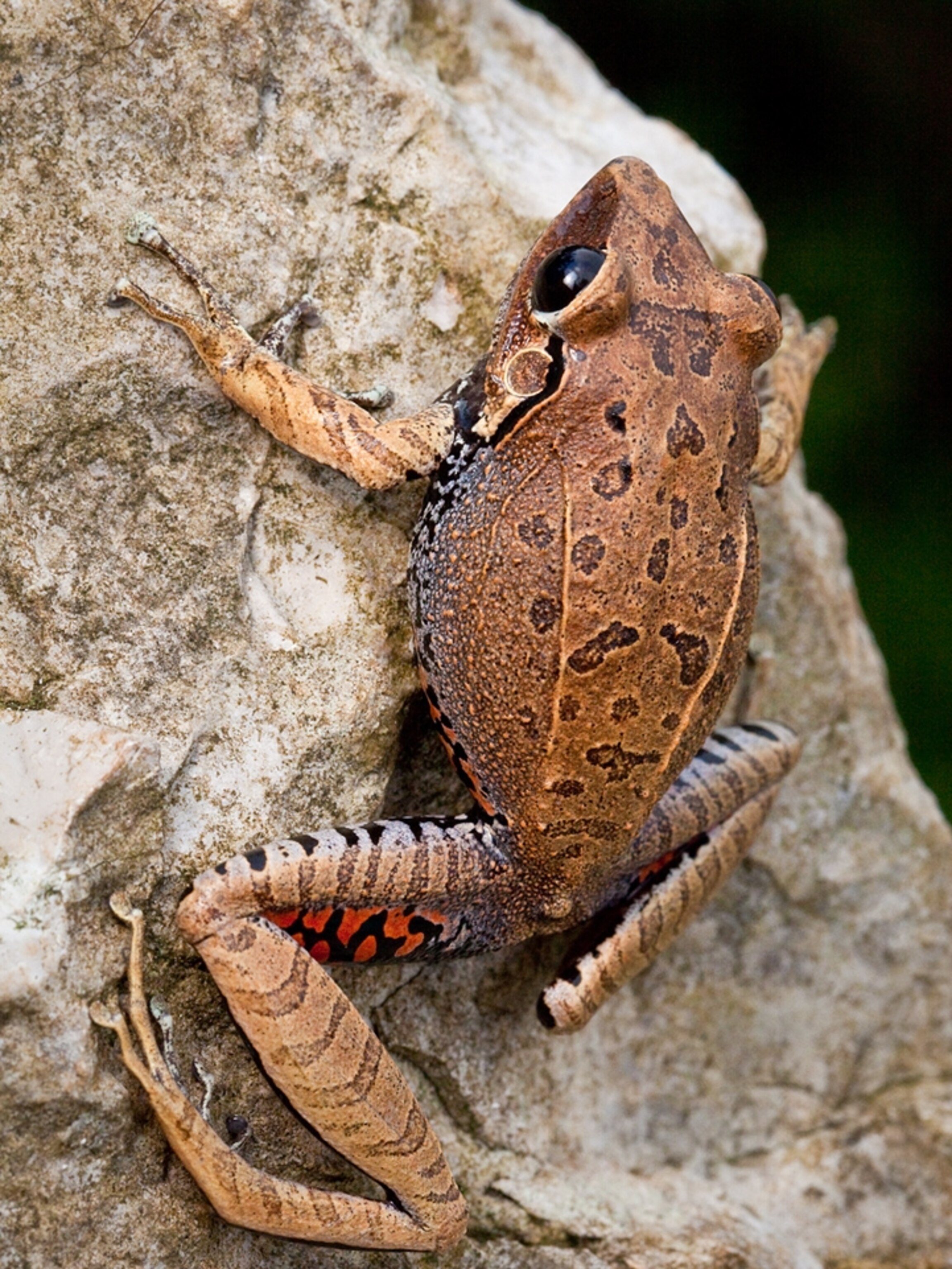 PHOTOS: Six Long-Lost Haitian Frog Species Found